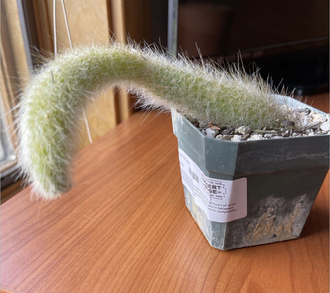 Monkey Tail Cactus: How Much Water & Light Does it Need to Thrive?