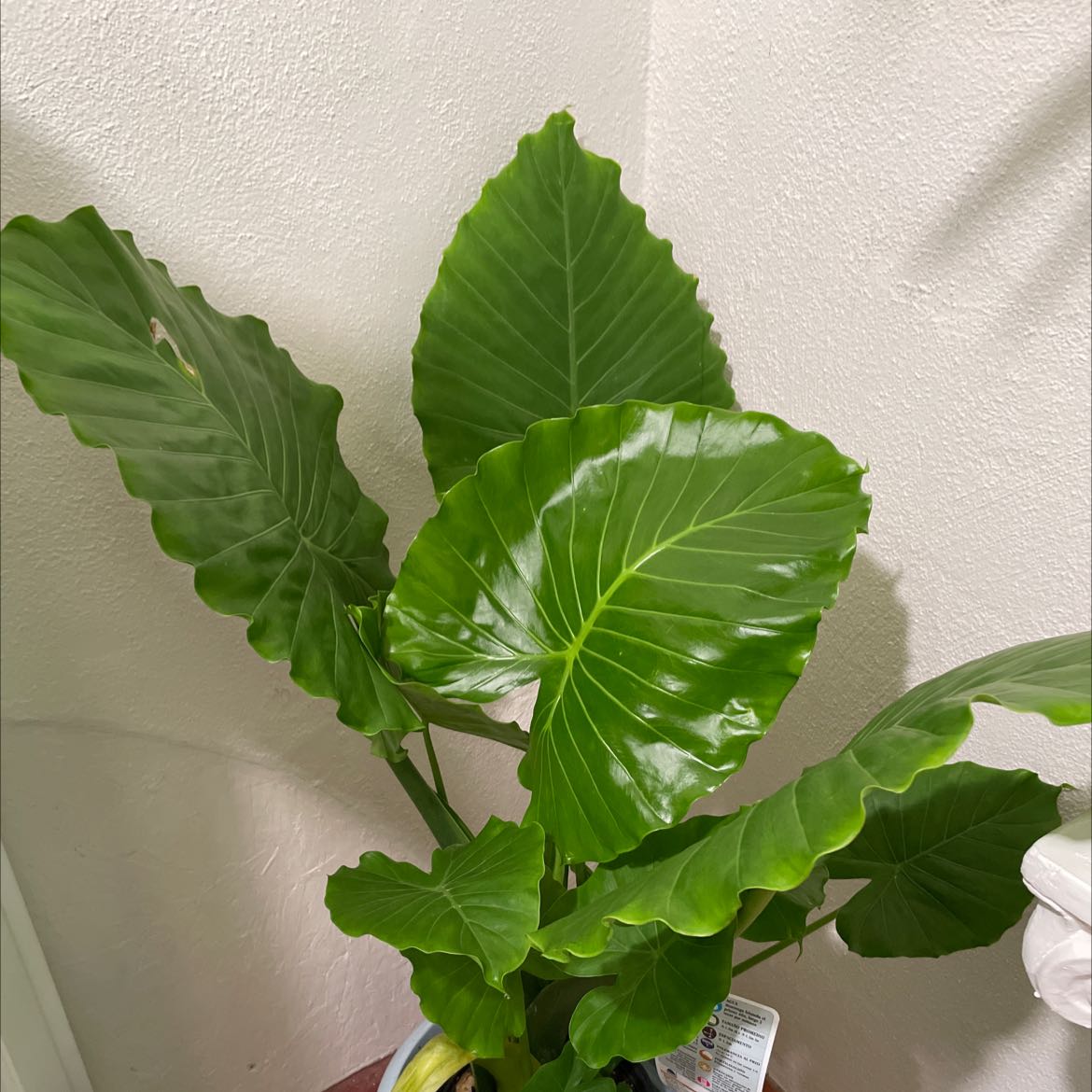 Why Are My Alocasia gagaena 'California' Leaves Droopy?
