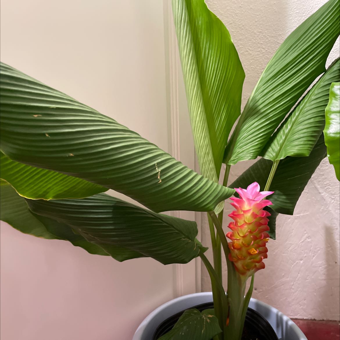 Why Are My Red Ginger Leaves Curling?