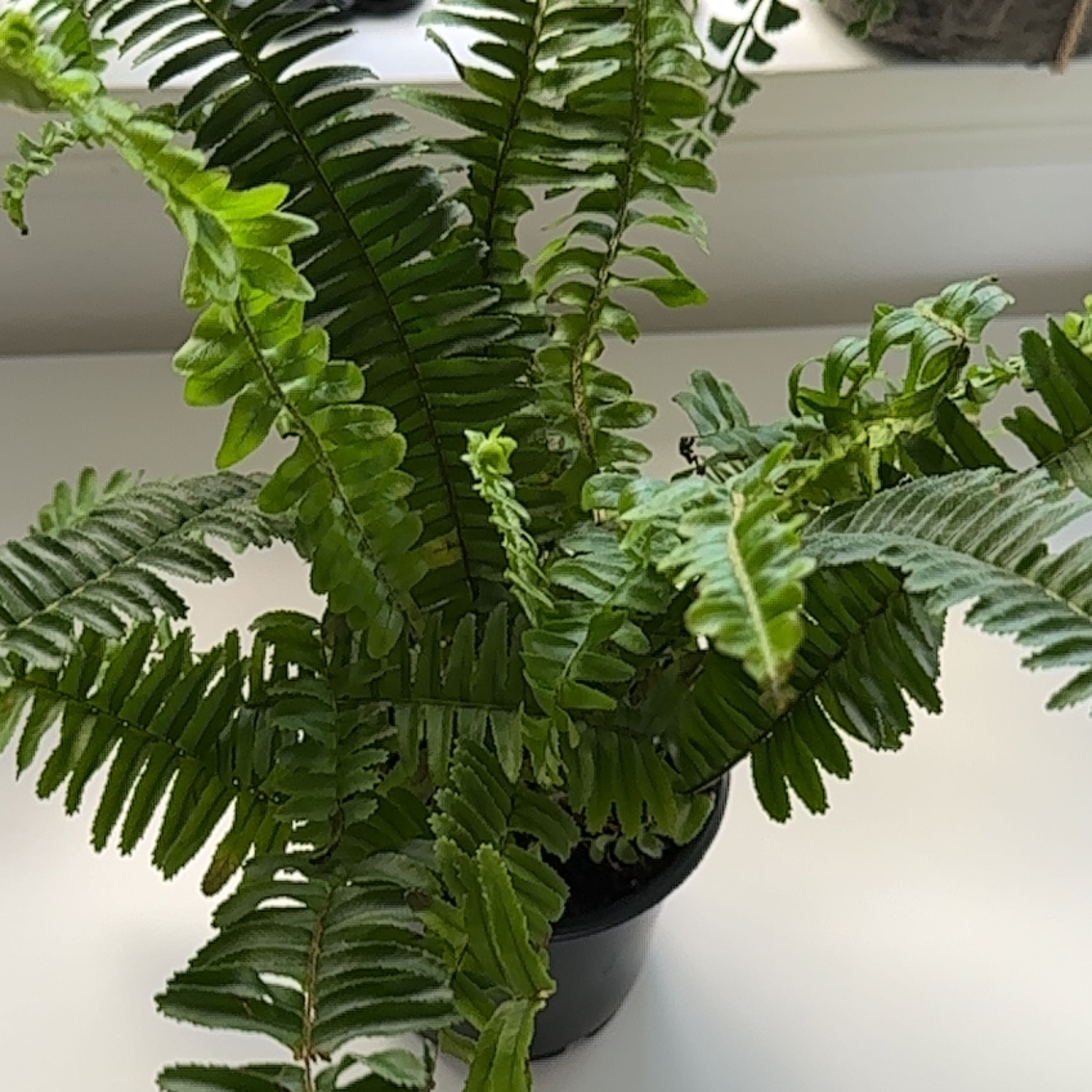 Best Soil for Jester's Crown Fern