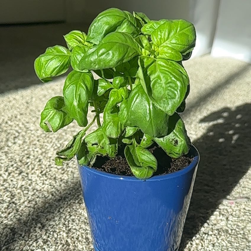 Basil | A plant by @RoundTigerfern on Greg
