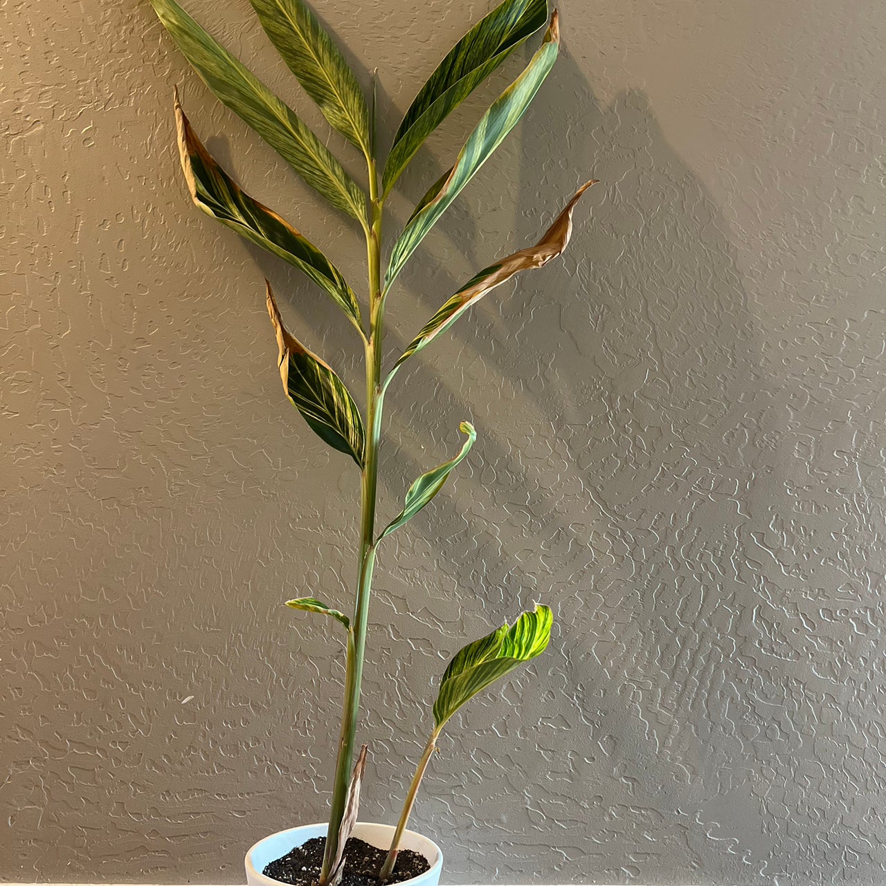 Black Spots on My Variegated Shell Ginger Leaves