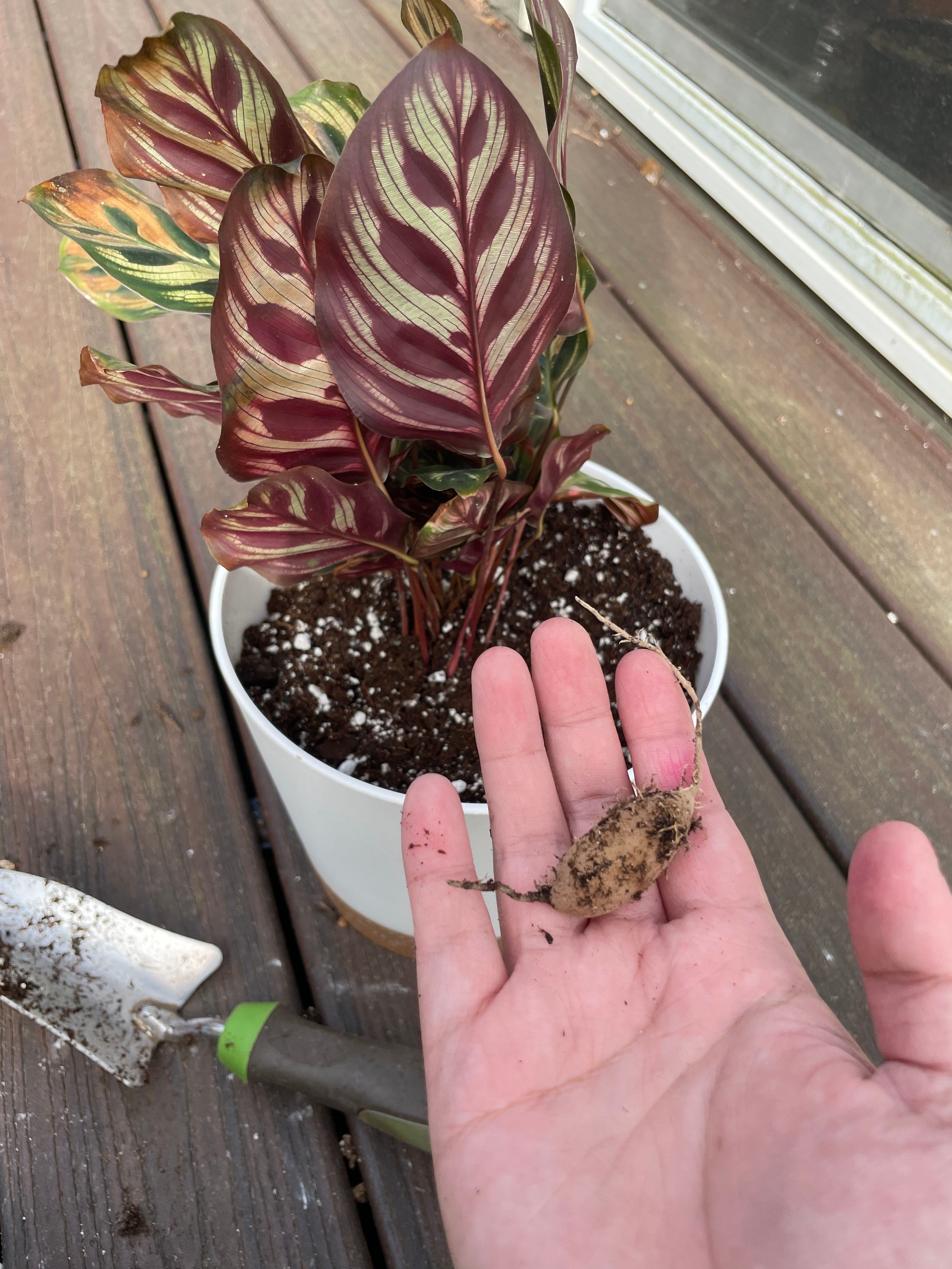 peacock plant tubers
