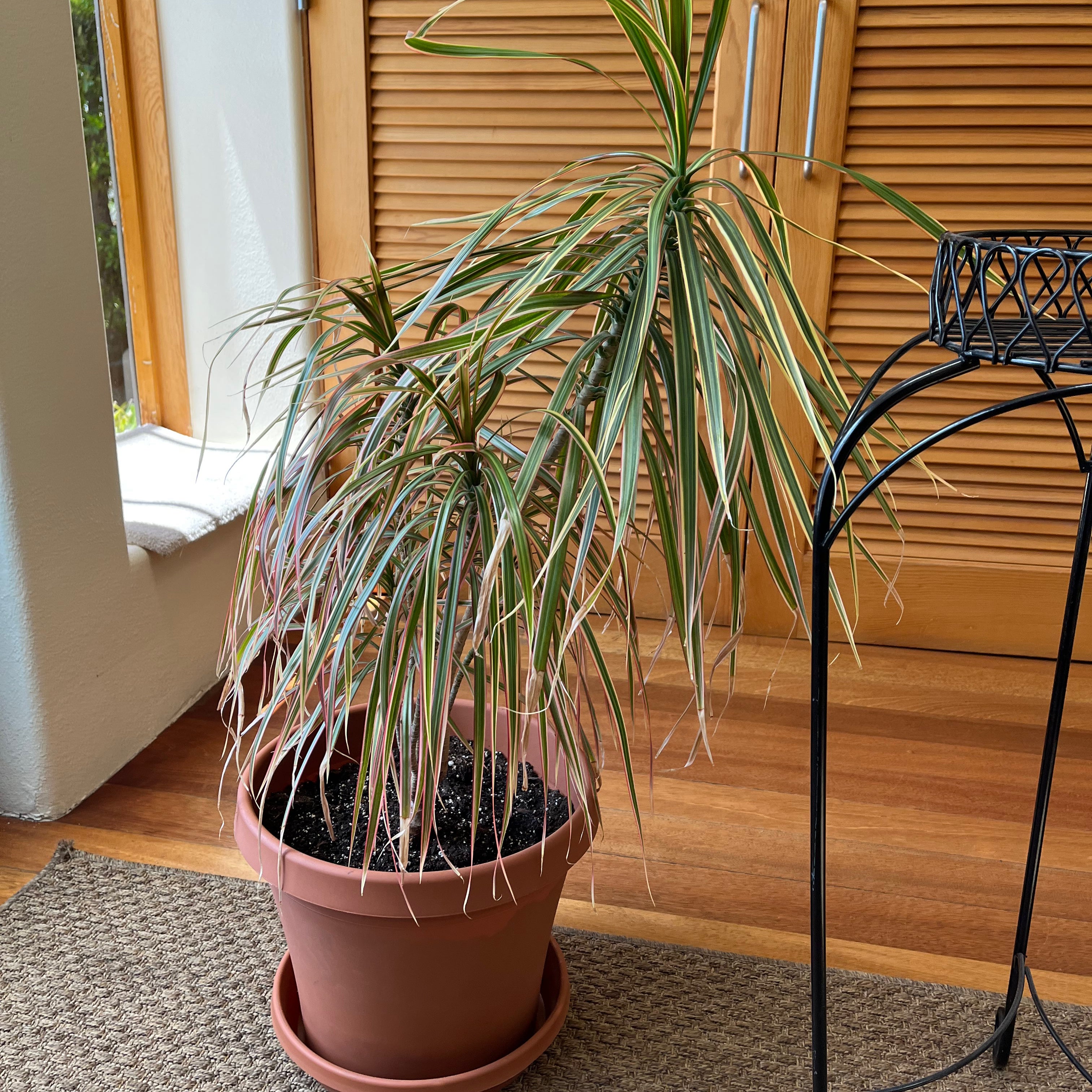 🐉 How Do I Cure Open Weave Dragon Tree Root Rot?