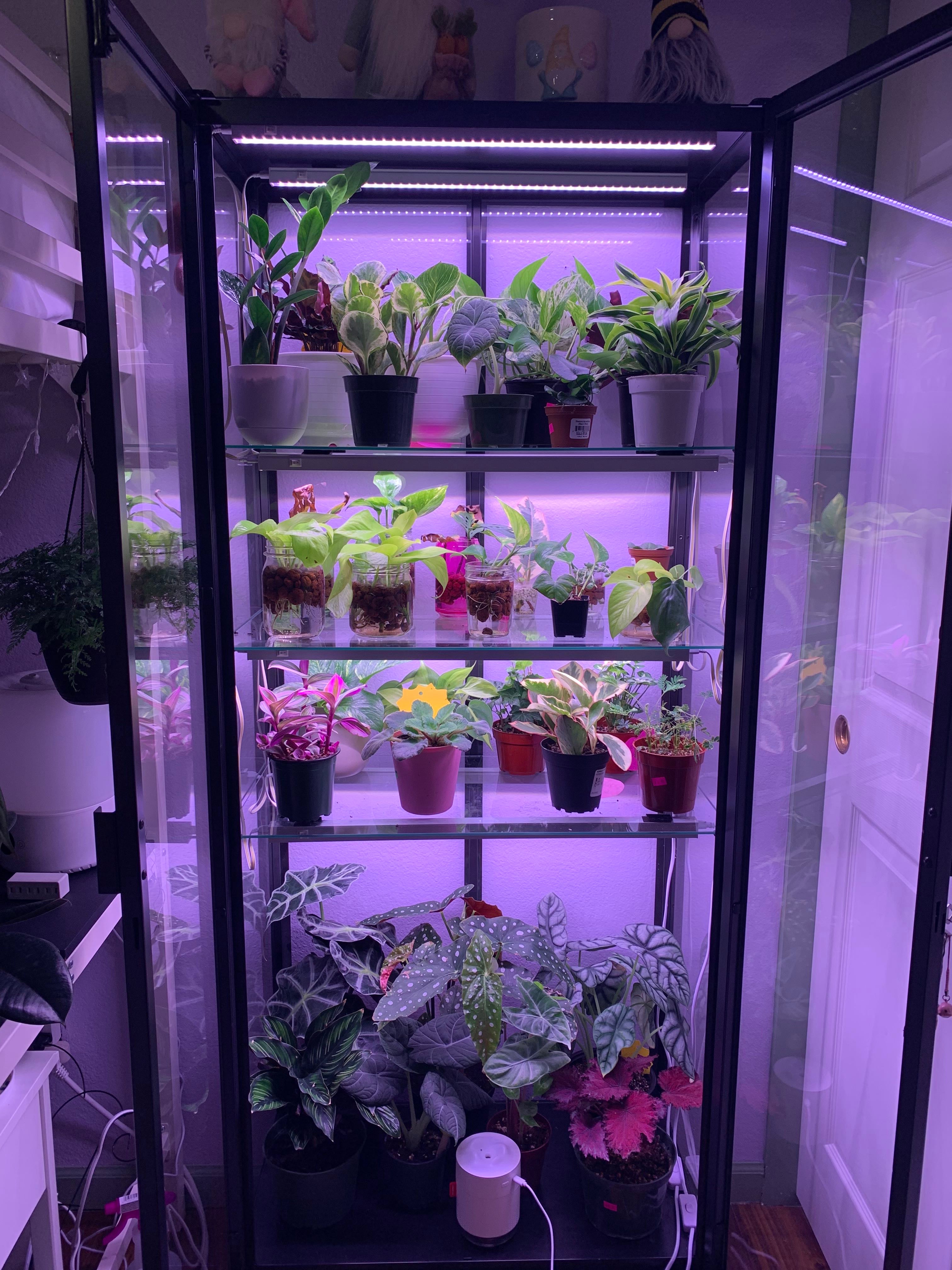 Excited for my plant cabinet setup