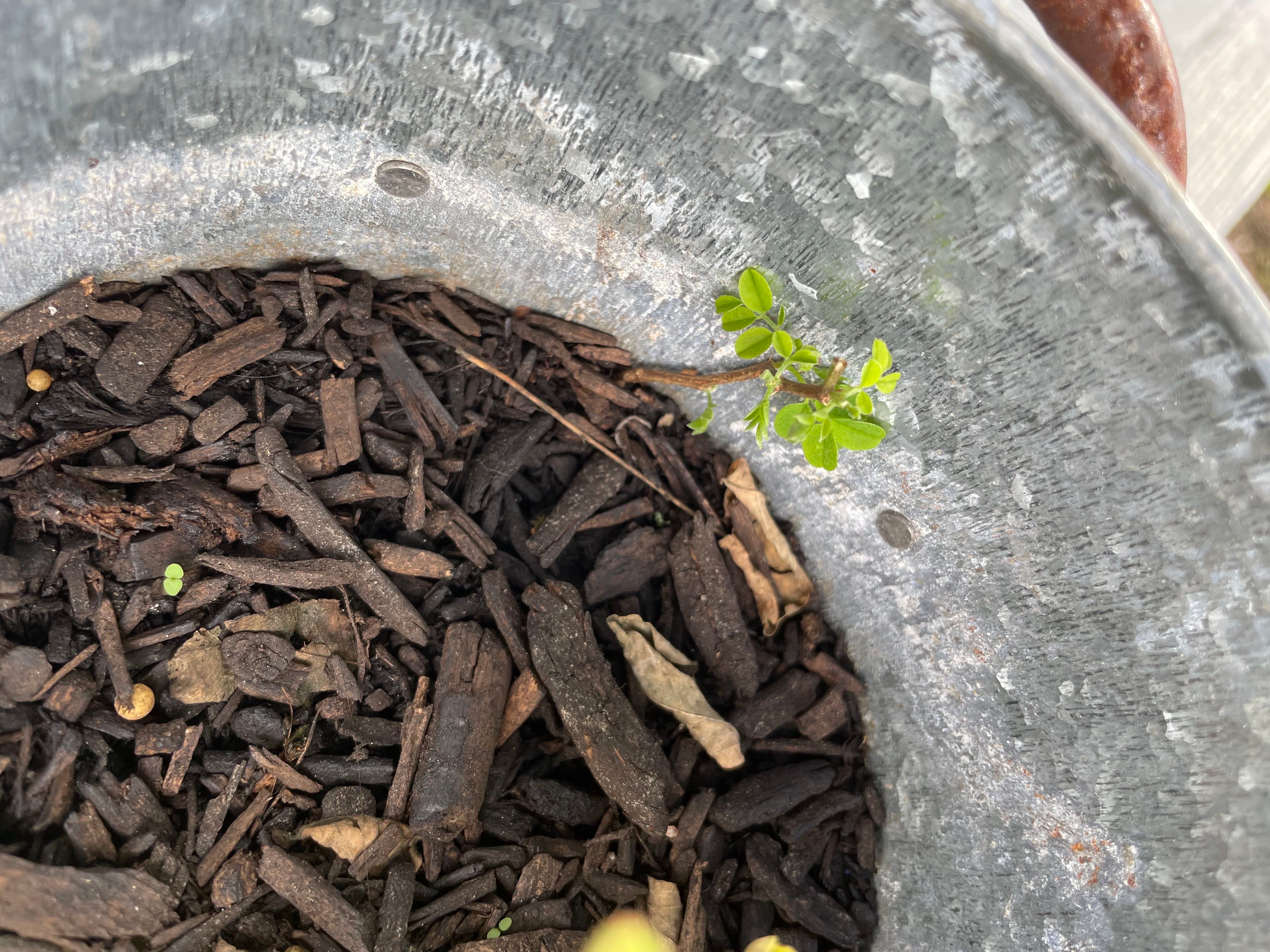 Ruby Lace Honey Locust: A Comprehensive Overview ️