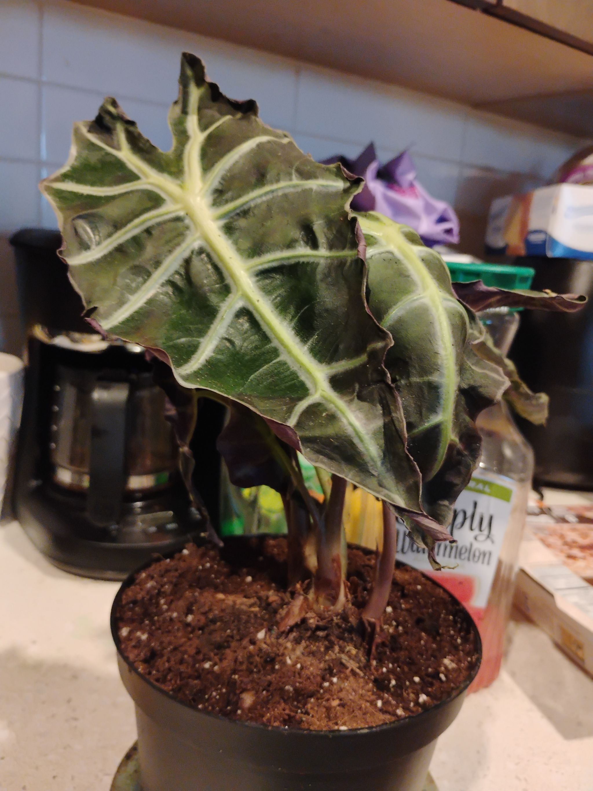 Amazon Elephant's Ear Plant Care: Water, Light, Nutrients | Greg App 🌱