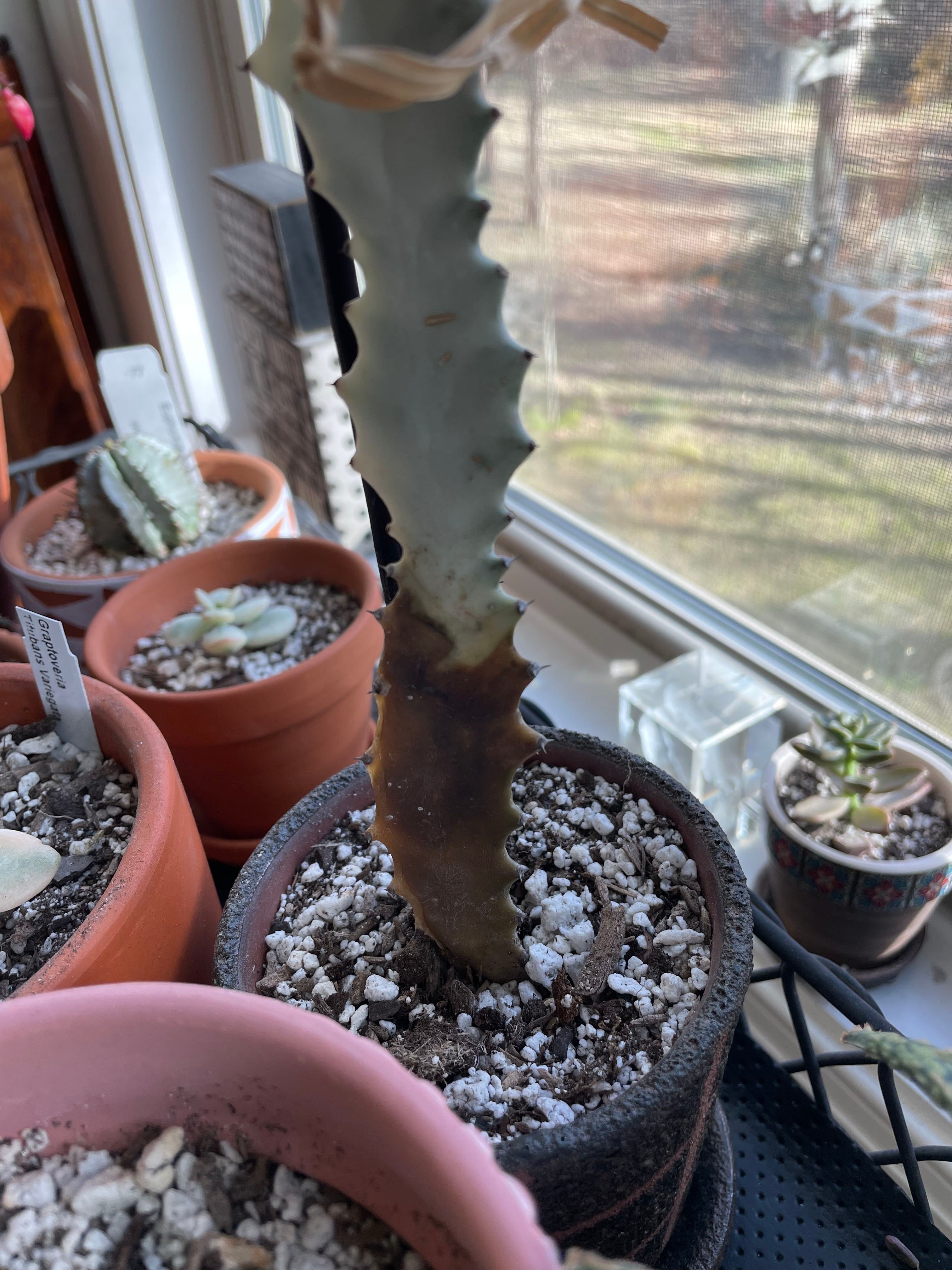 How to Care for White Ghost Euphorbia: Mastering Water, Sunlight & More