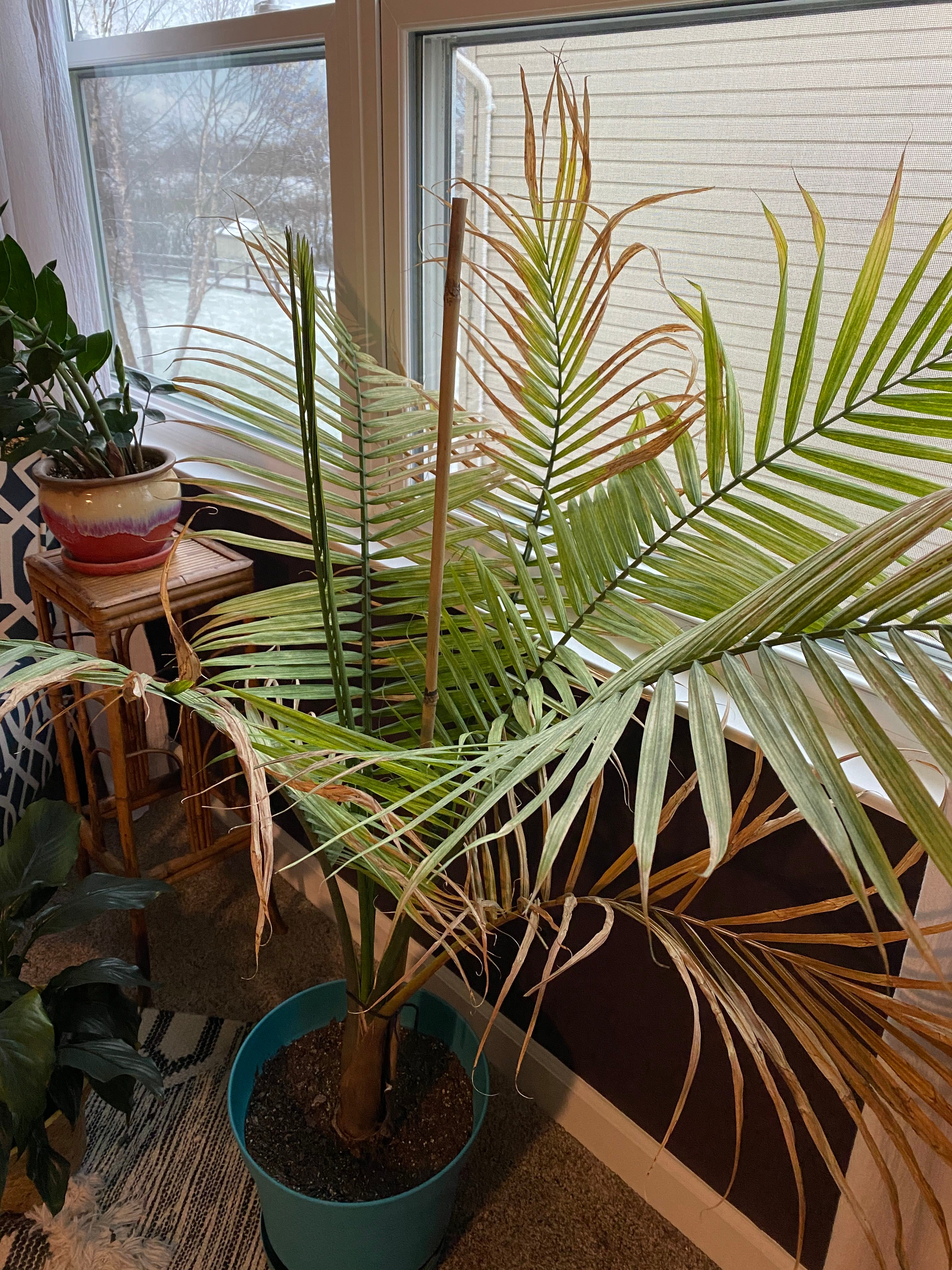 Pale leaves with brown tips.