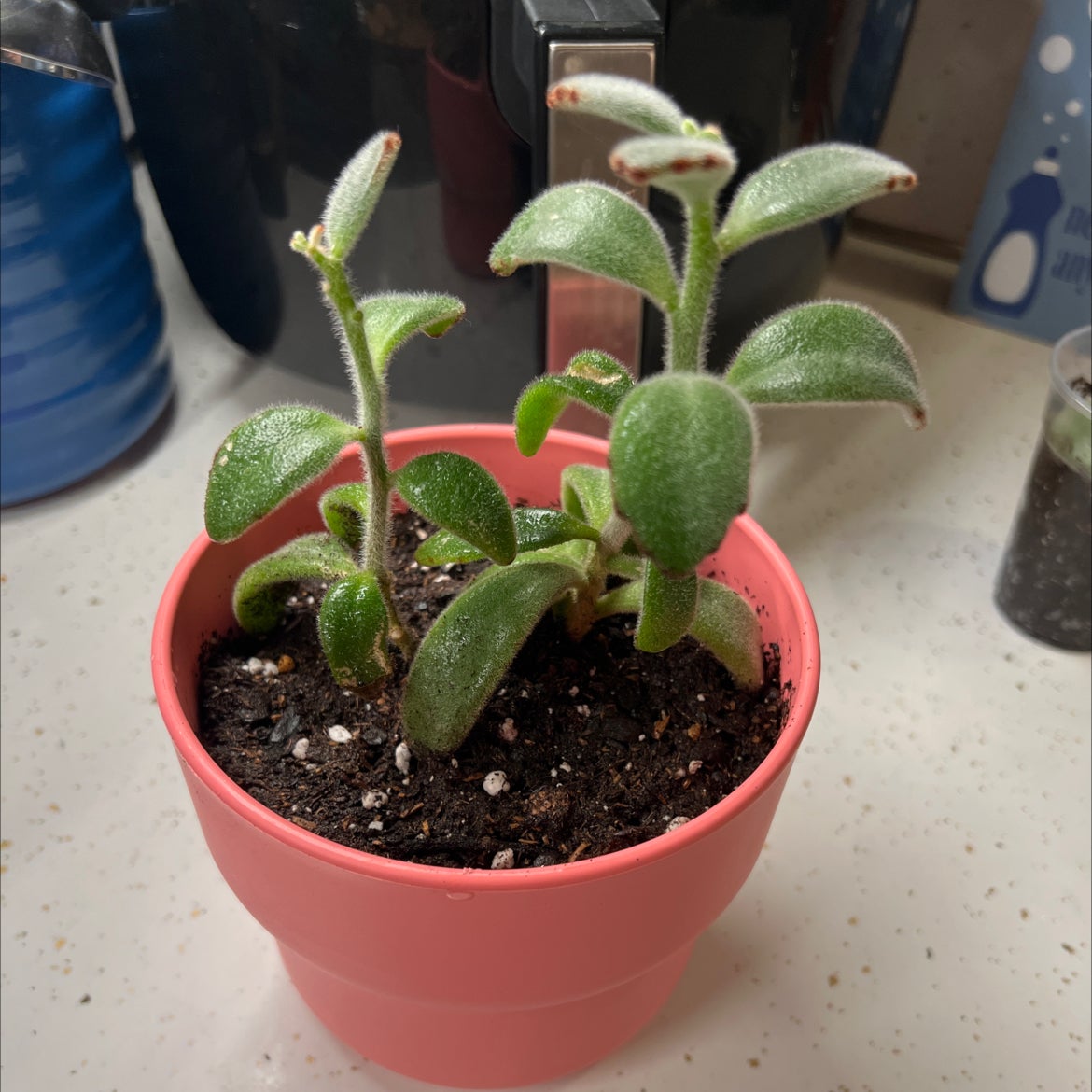 🐼 What To Do About Bugs on My Panda Plant?