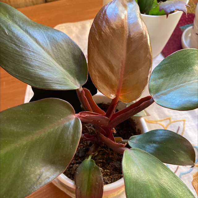 Eddie-O | A plant by @Poundcakekathy on Greg