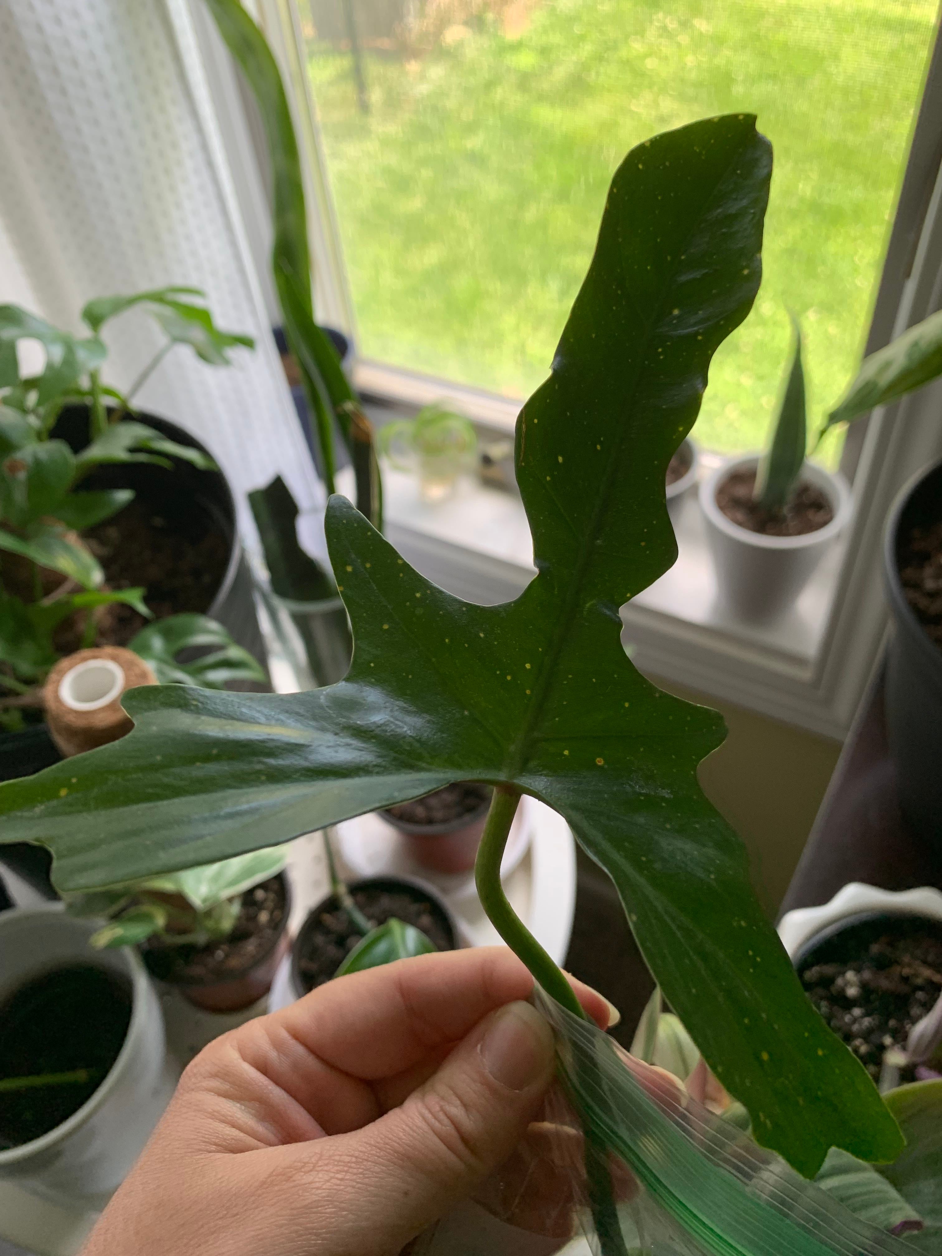 How to Care for Philo Golden Dragon: Mastering Water, Sunlight & More