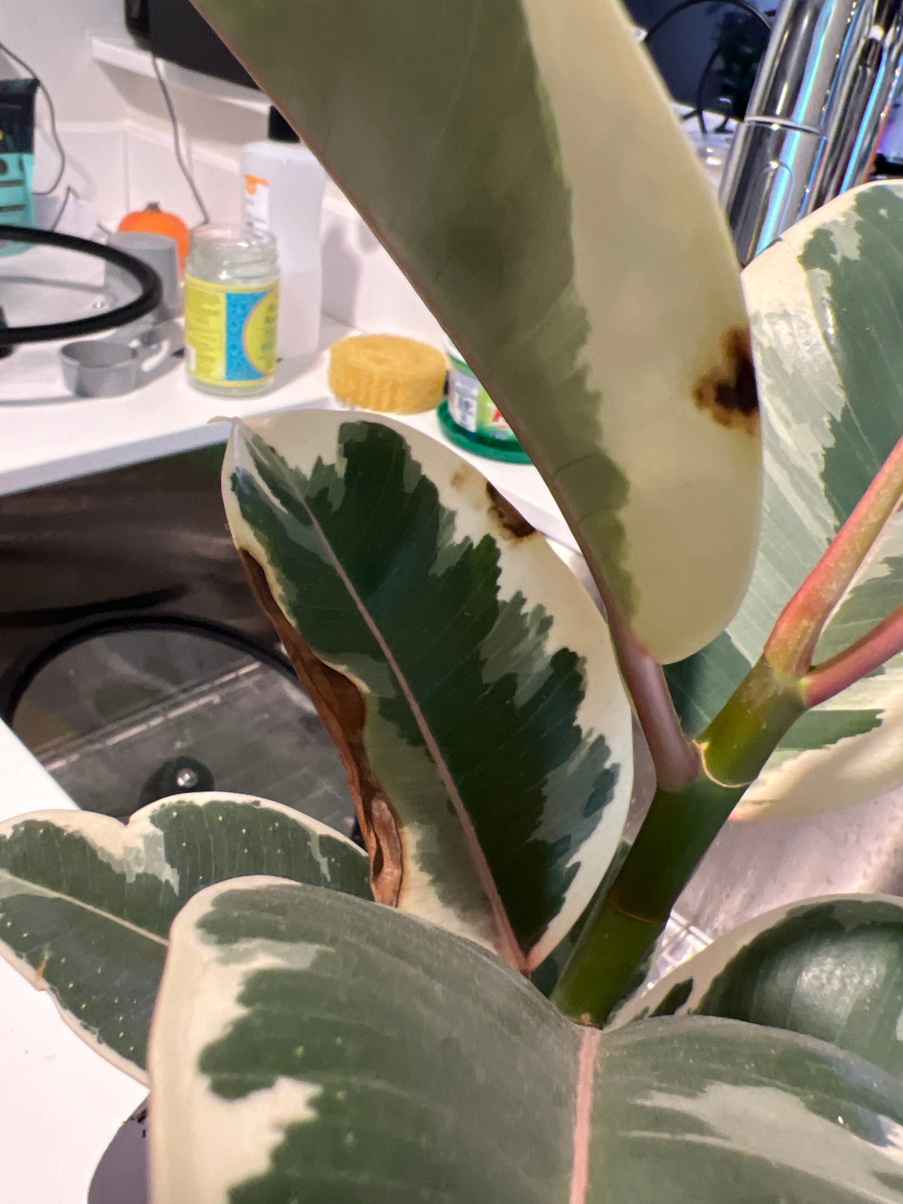 Variegated Rubber Tree Plant Care: Water, Light, Nutrients | Greg App 🌱