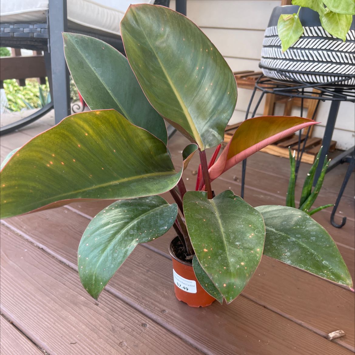 🌞 Your Philodendron 'Black Cardinal''s Sunlight Needs