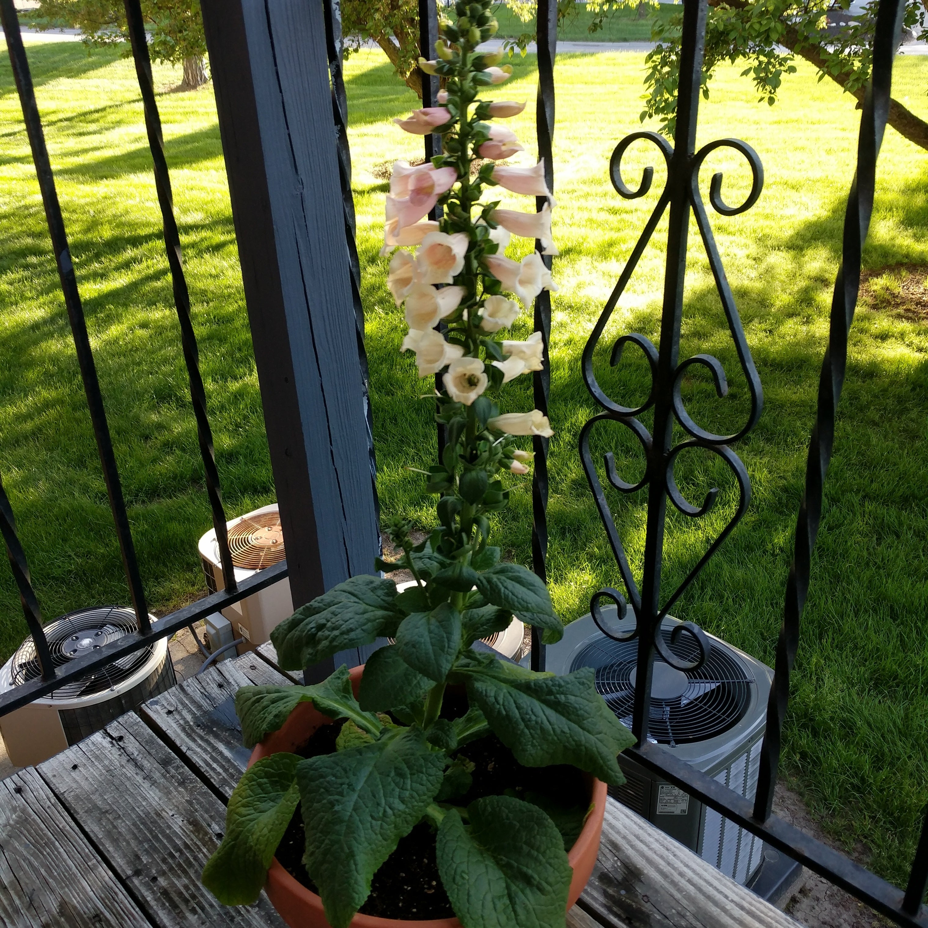 Why Are My Common Foxglove Leaves Droopy? 💧