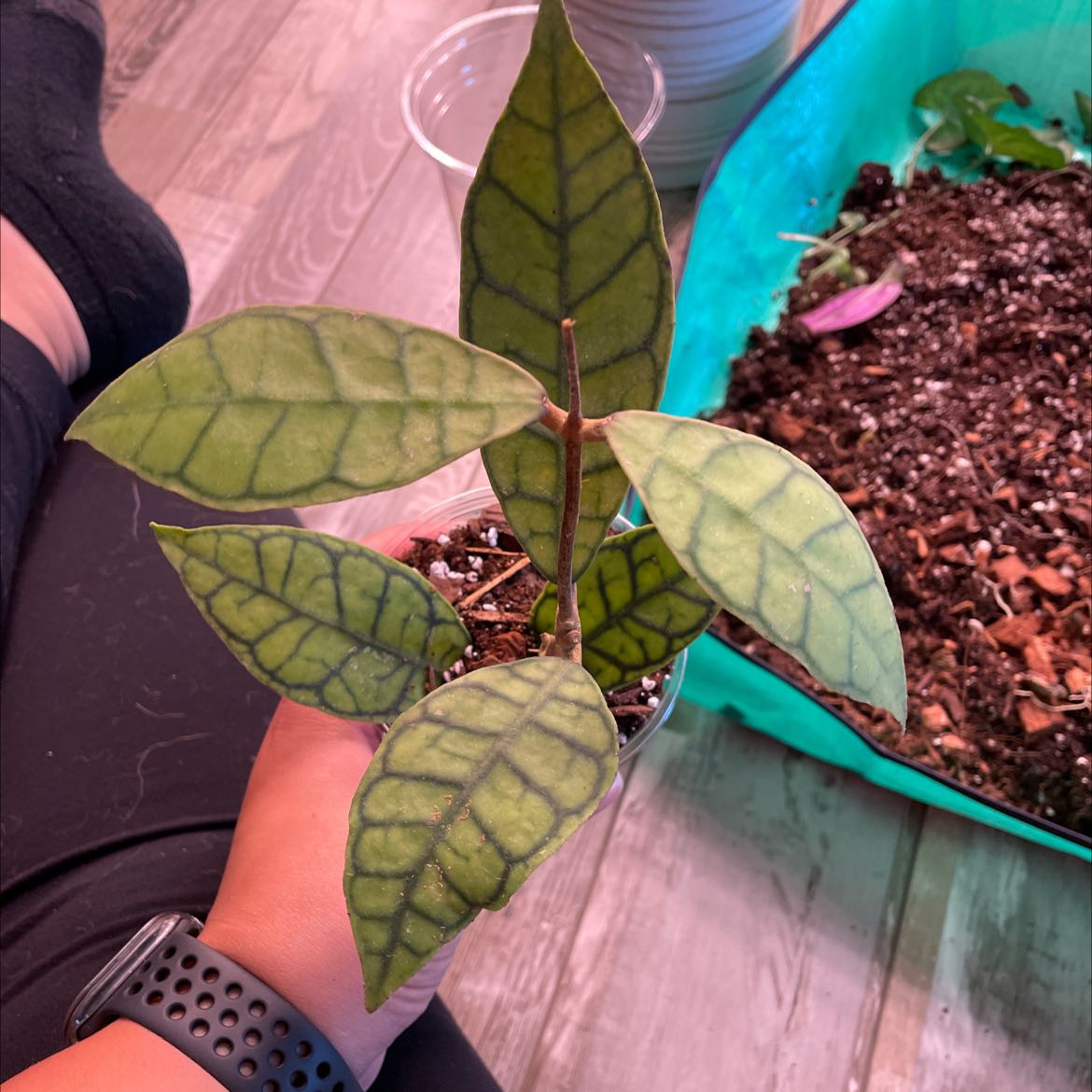 Why Are There Brown Spots on My Hoya callistophylla?
