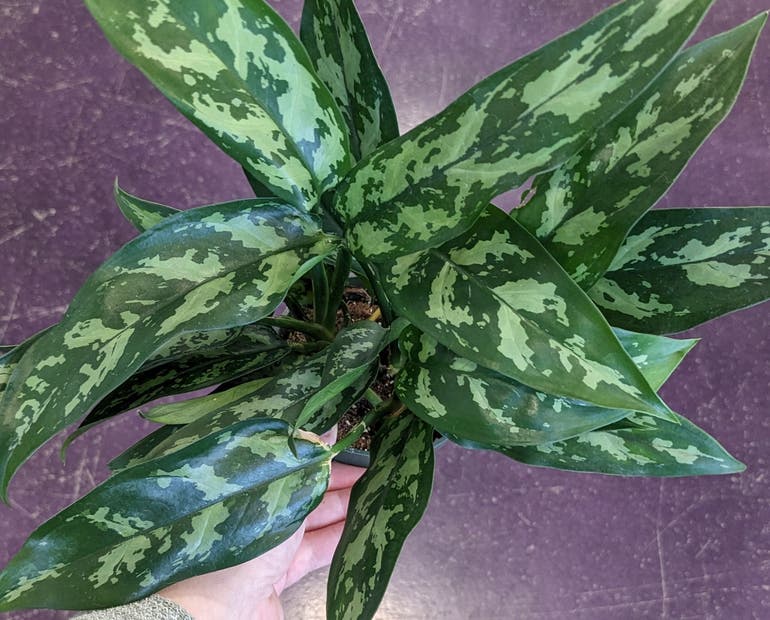 Common Aglaonema 'Tigress' Problems Common Aglaonema 'Tigress' Problems