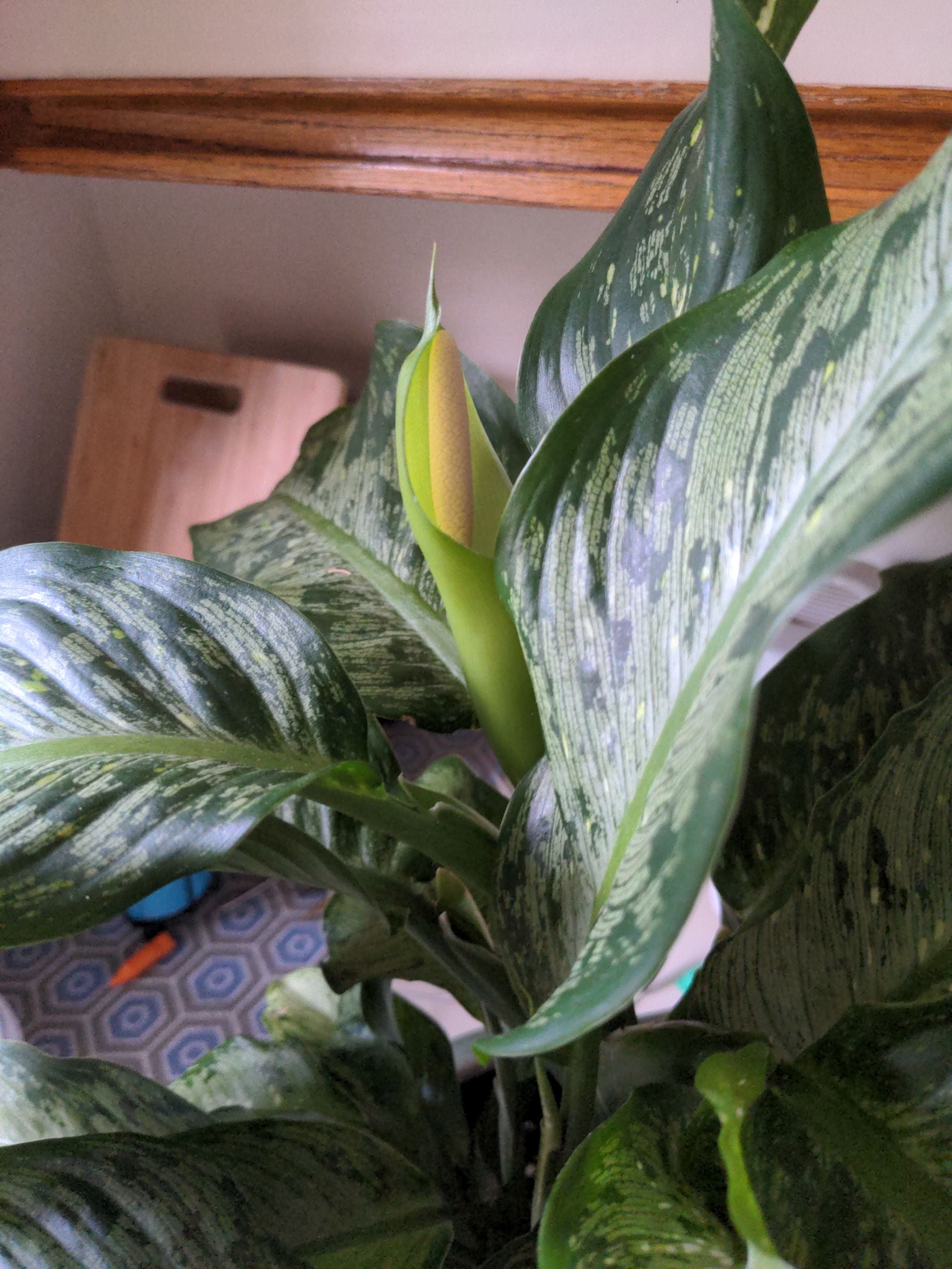 Dumb Cane 'Tiki' Plant Care: Water, Light, Nutrients | Greg App 🌱