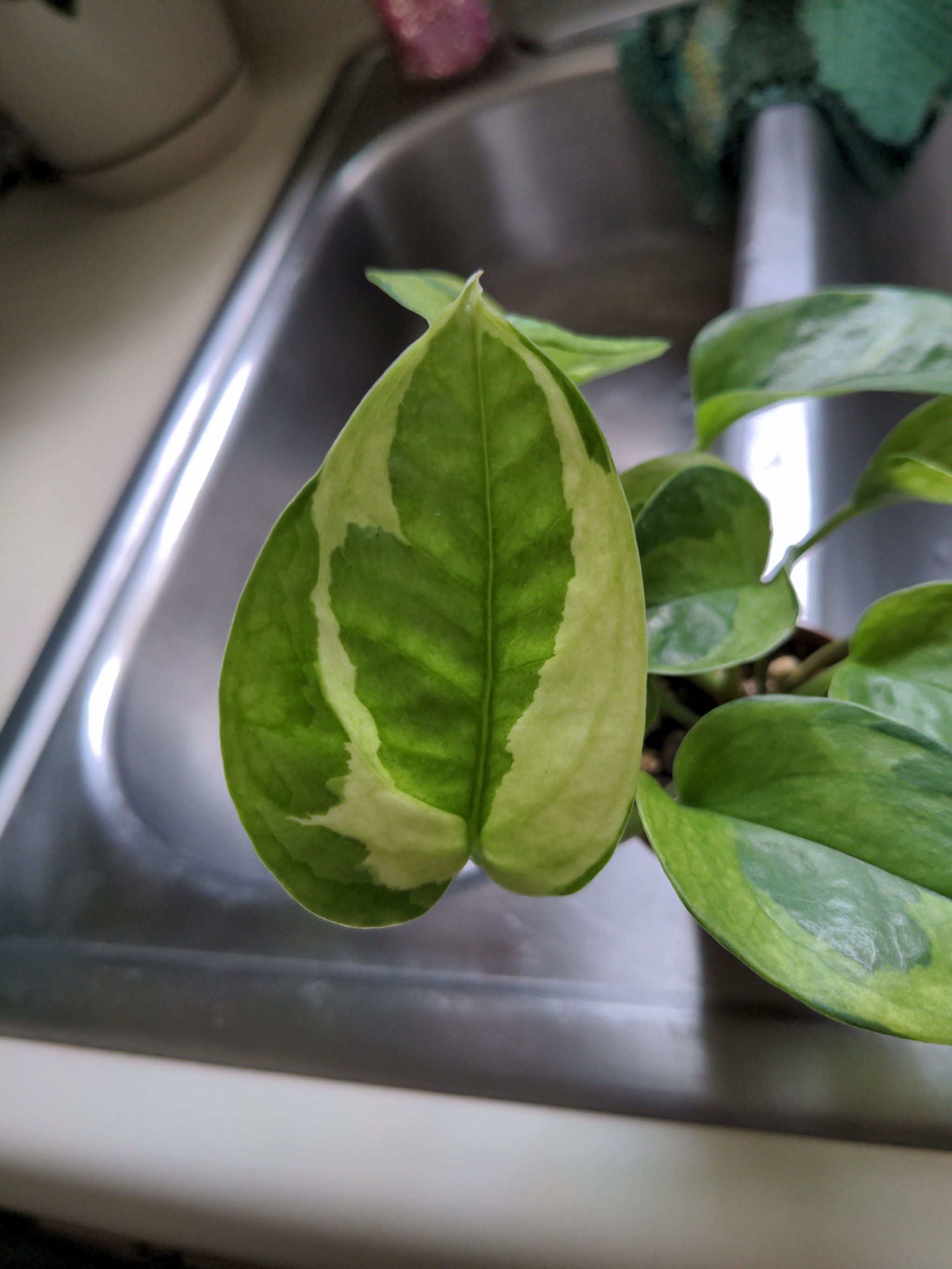 Lemon Meringue Pothos Care 101: Water, Light & Growing Tips