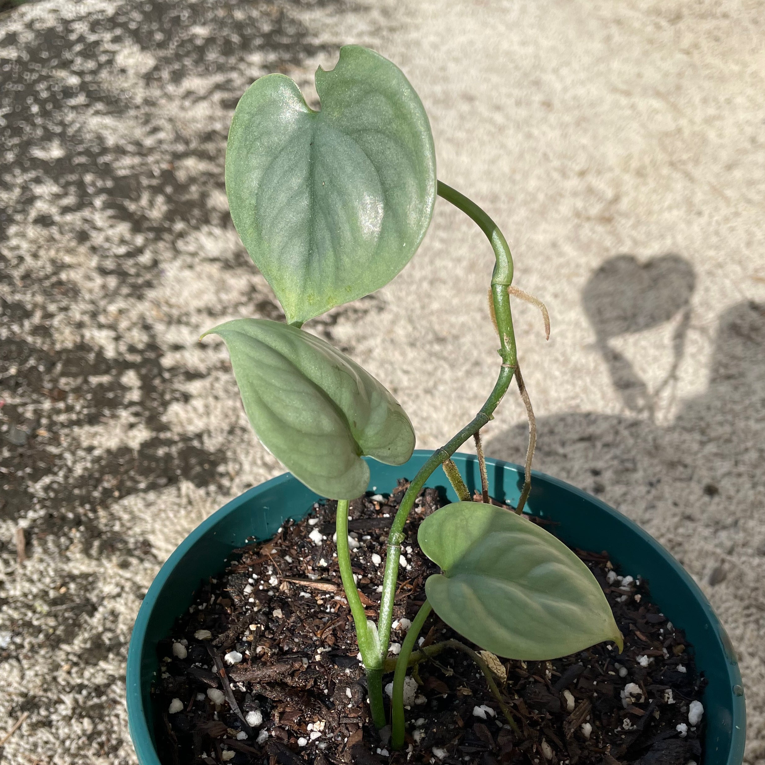 Scindapsus lucens: How Much Water & Light Does it Need to Thrive?