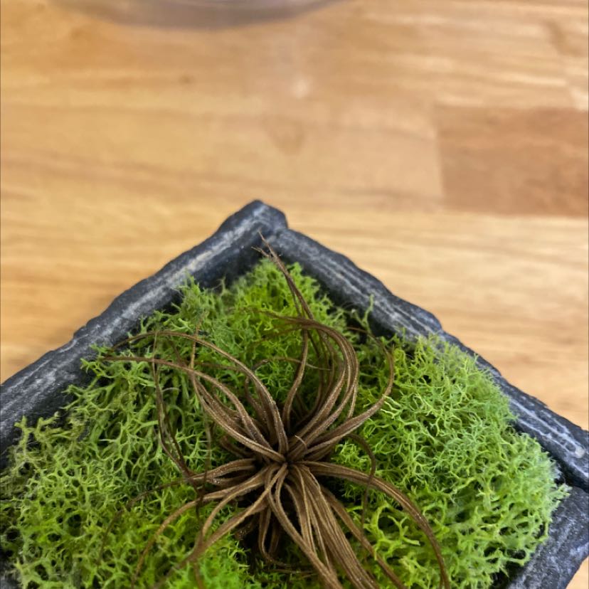 Tortured Tortella Moss Plant Care: Water, Light, Nutrients | Greg App 🌱