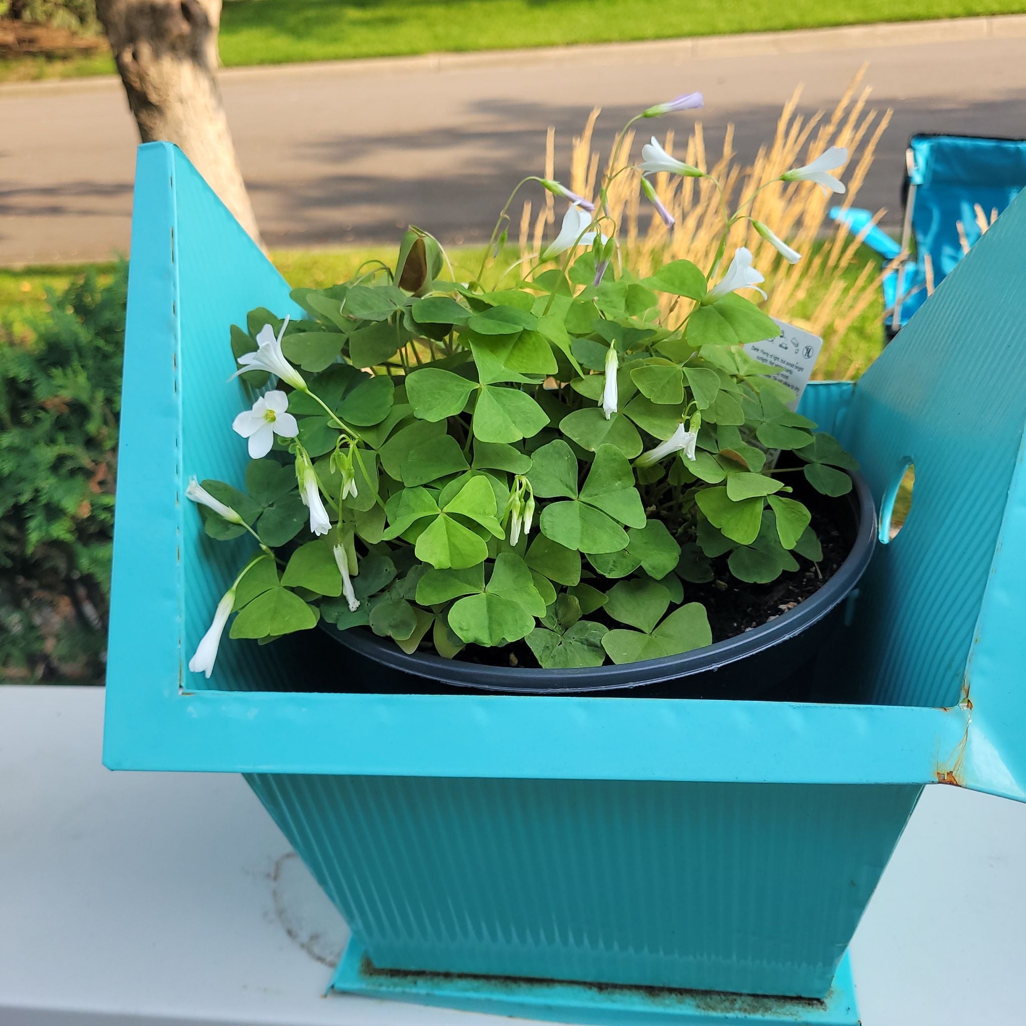 How Can You Tell If A Lesser Hop Clover Is Dying?