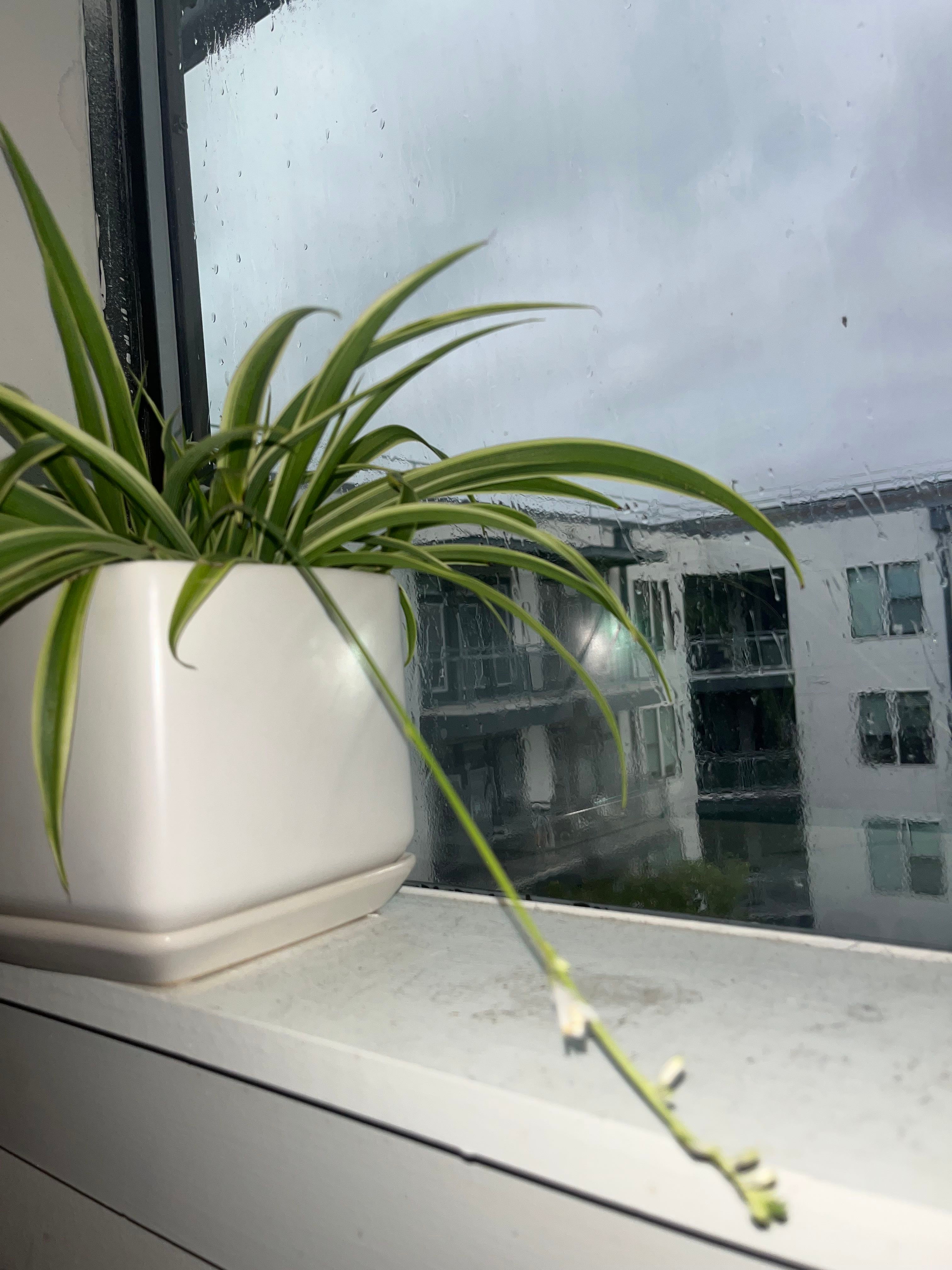 Blooming spider plant 'Variegatum' joy
