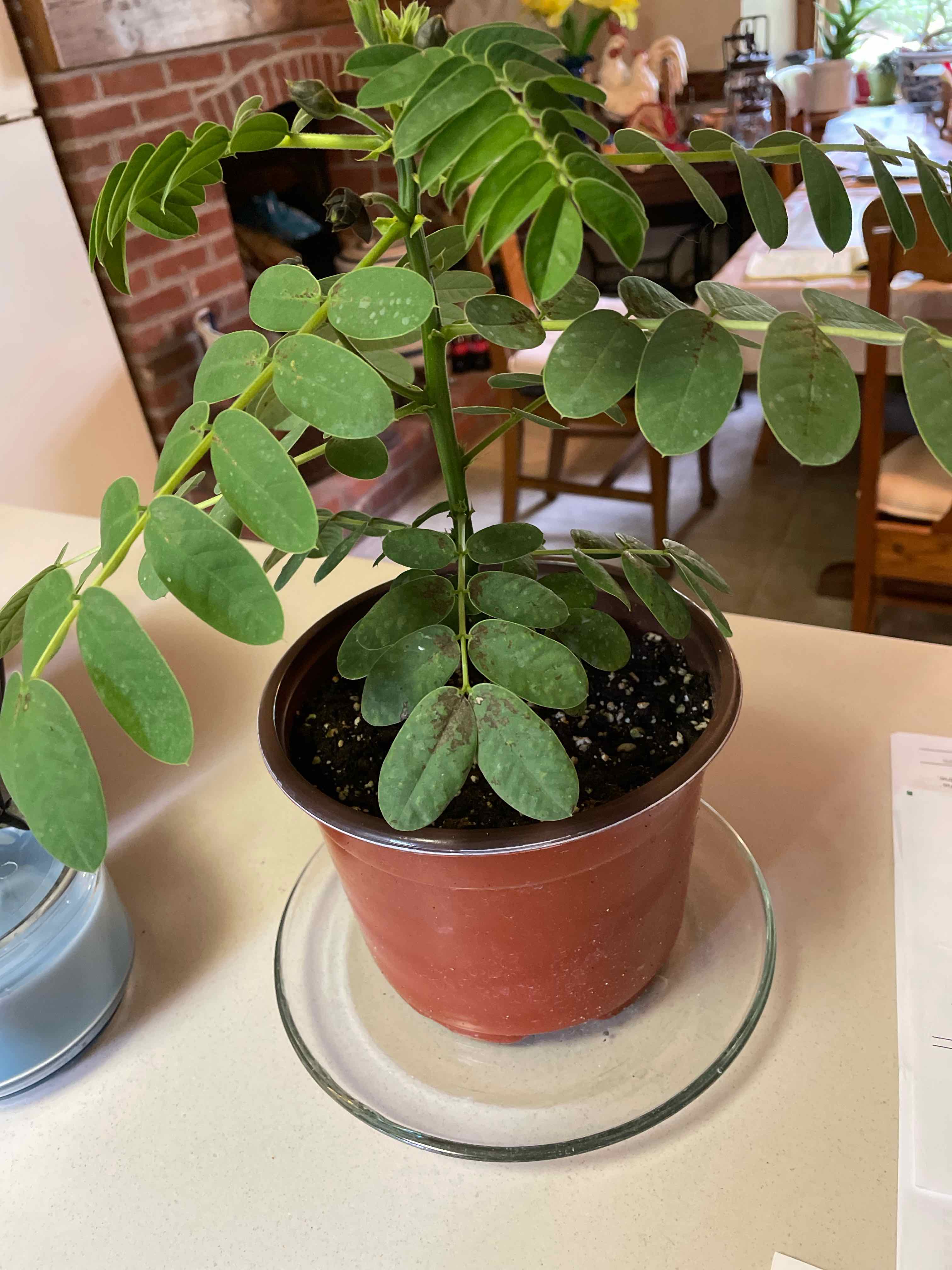What Does It Mean When Black Locust Blooms?