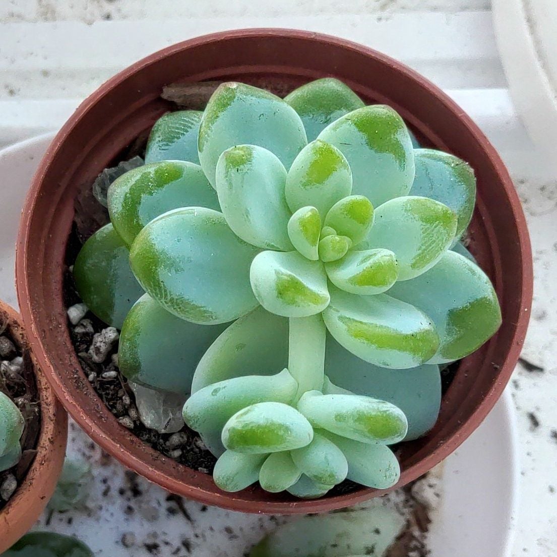 Sedum Clavatum Root Rot Solutions