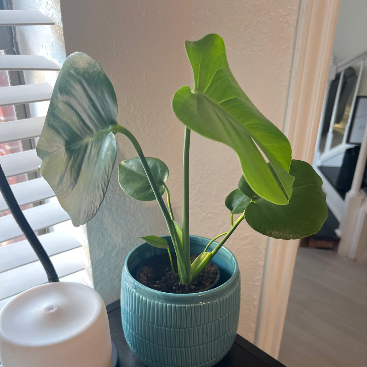 💧 Why Are My Dwarf Monstera Deliciosa Leaves Mushy?