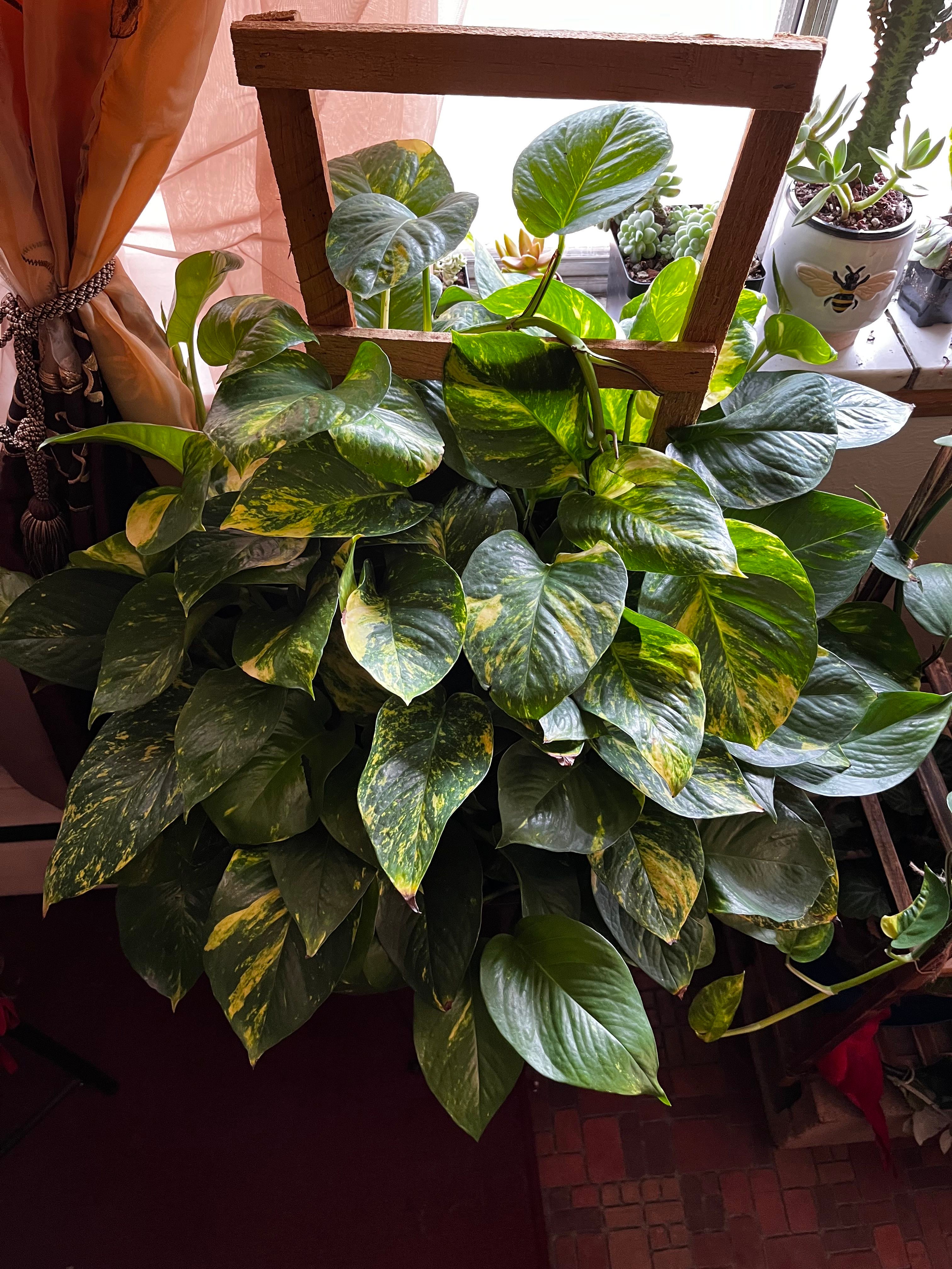 Hawaiian or massive Golden Pothos?