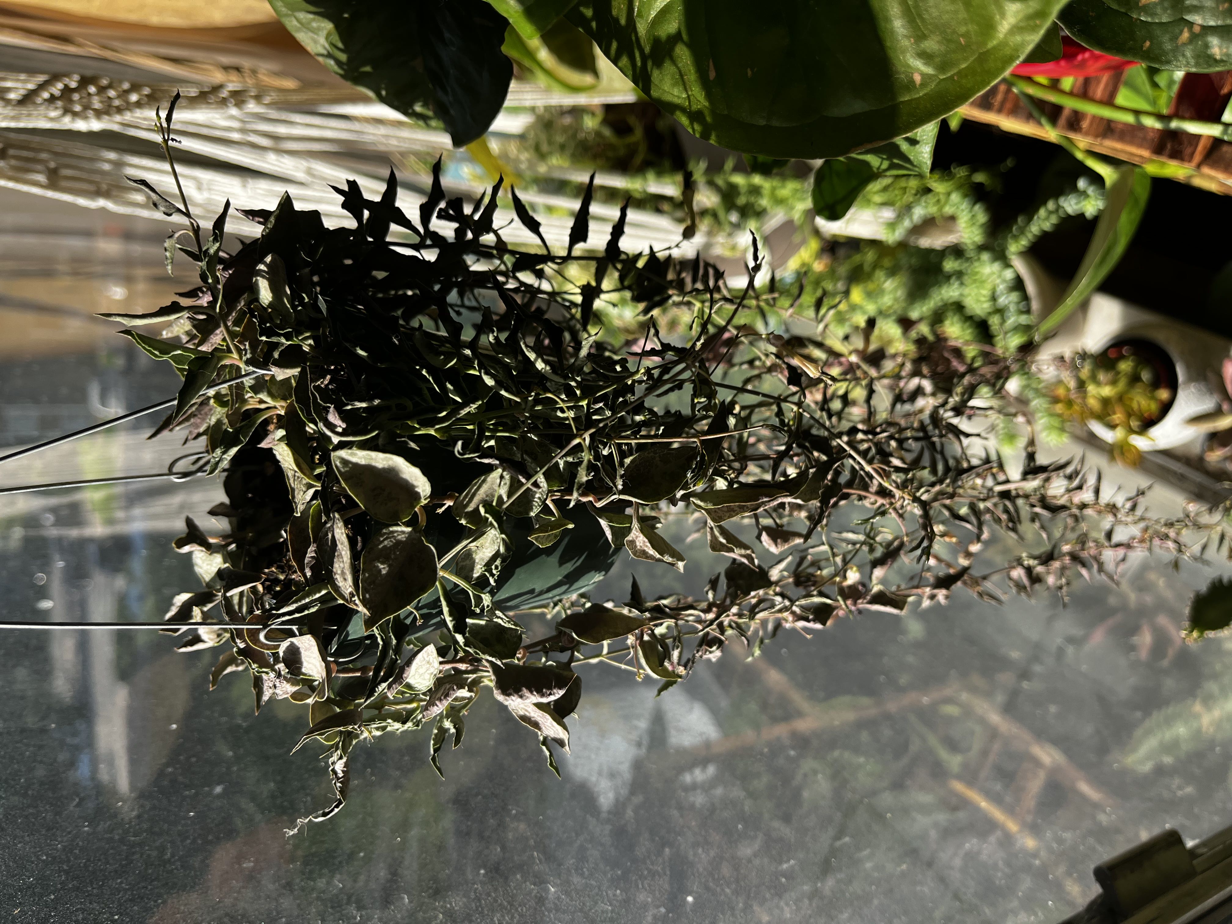 String of Spades Plant Care: Water, Light, Nutrients | Greg App 🌱