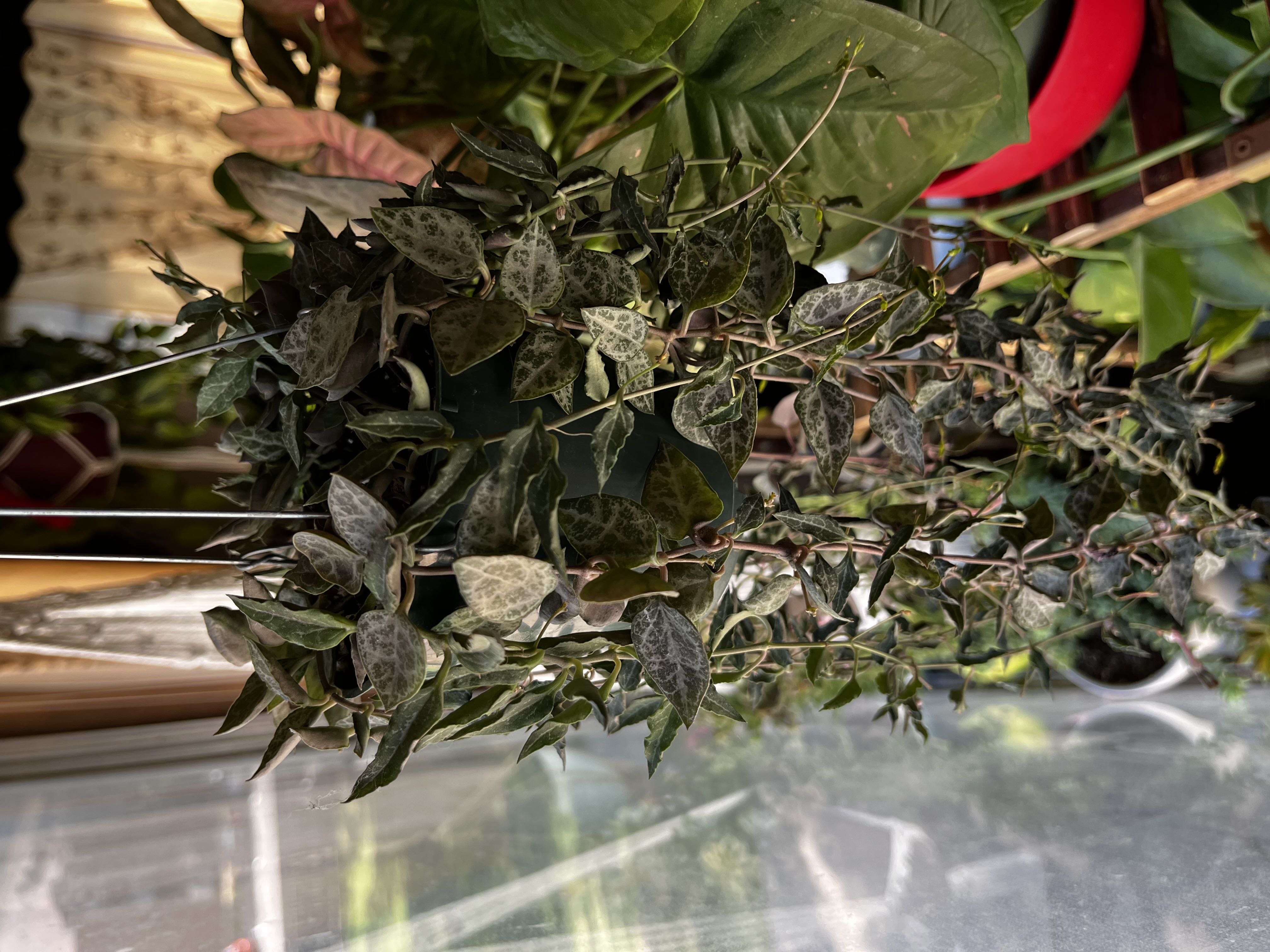 String of Spades Plant Care: Water, Light, Nutrients | Greg App 🌱