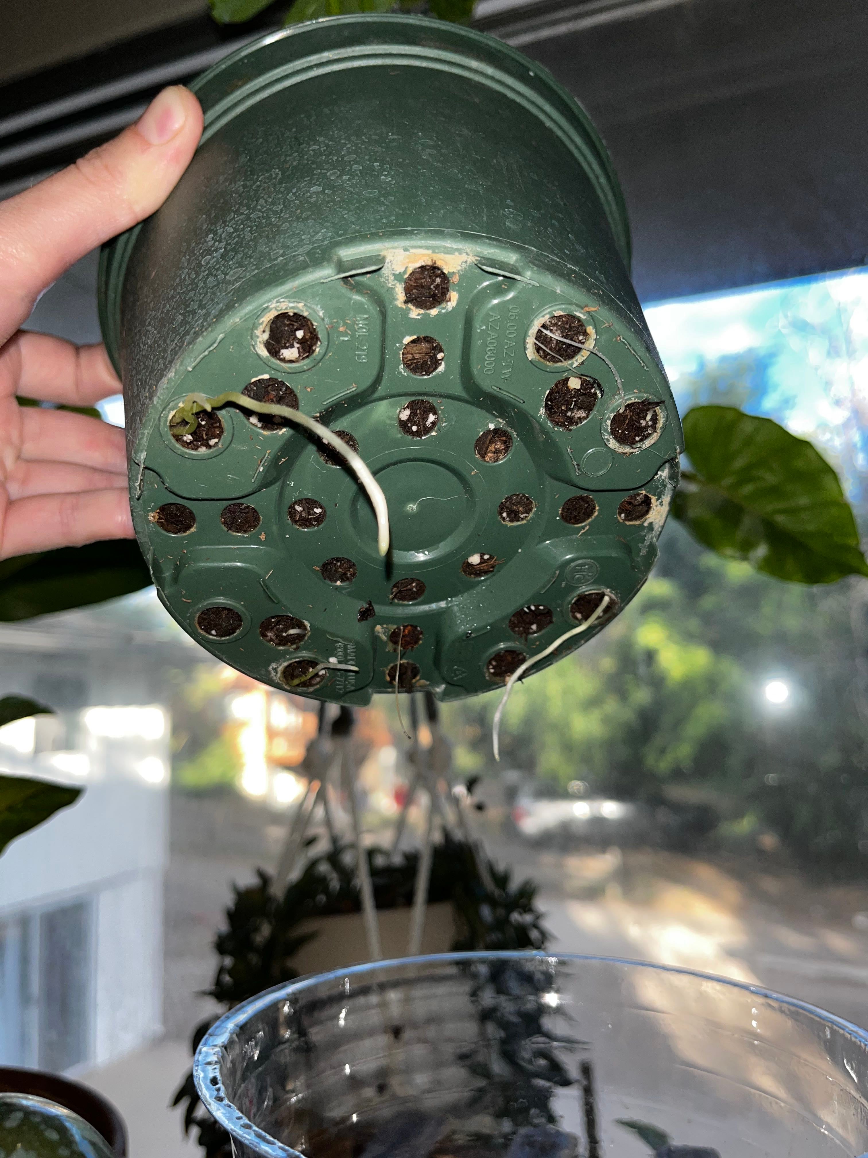 5 Beautiful Types Of Variegated Alocasia To Grow