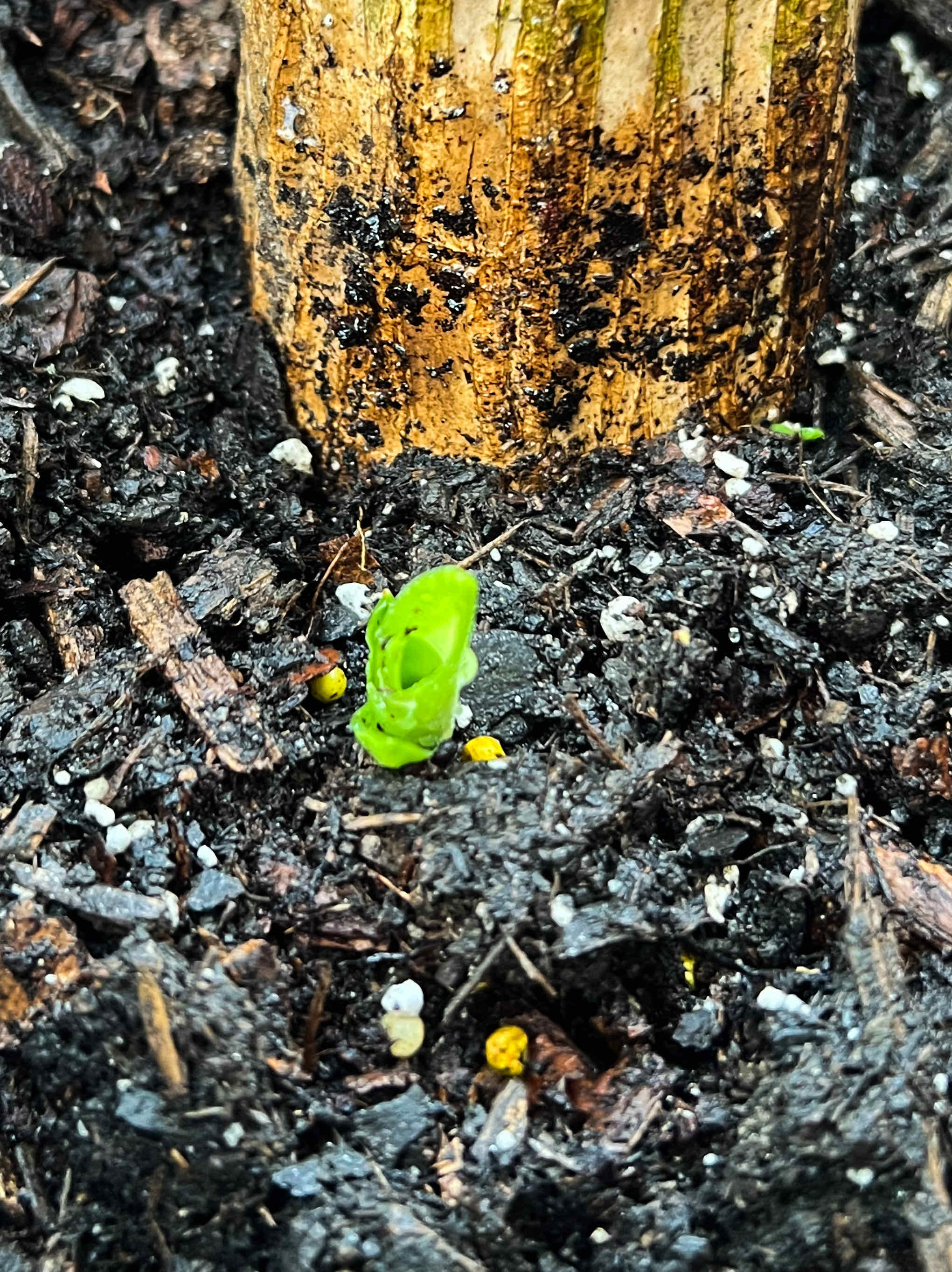 What Does It Mean When Black Locust Blooms?