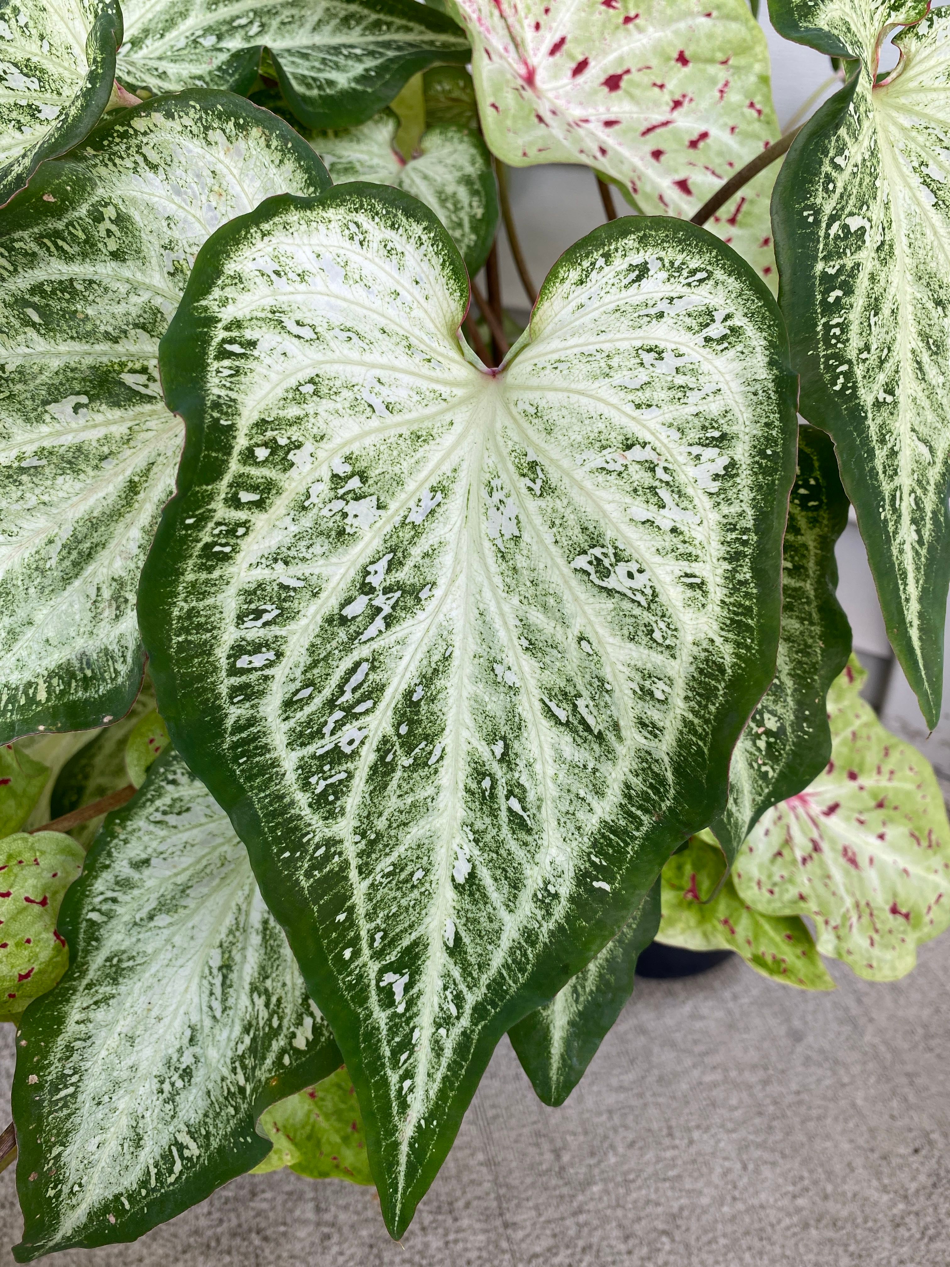 Strap Leaf Caladium Care 101: Water, Light & Growing Tips