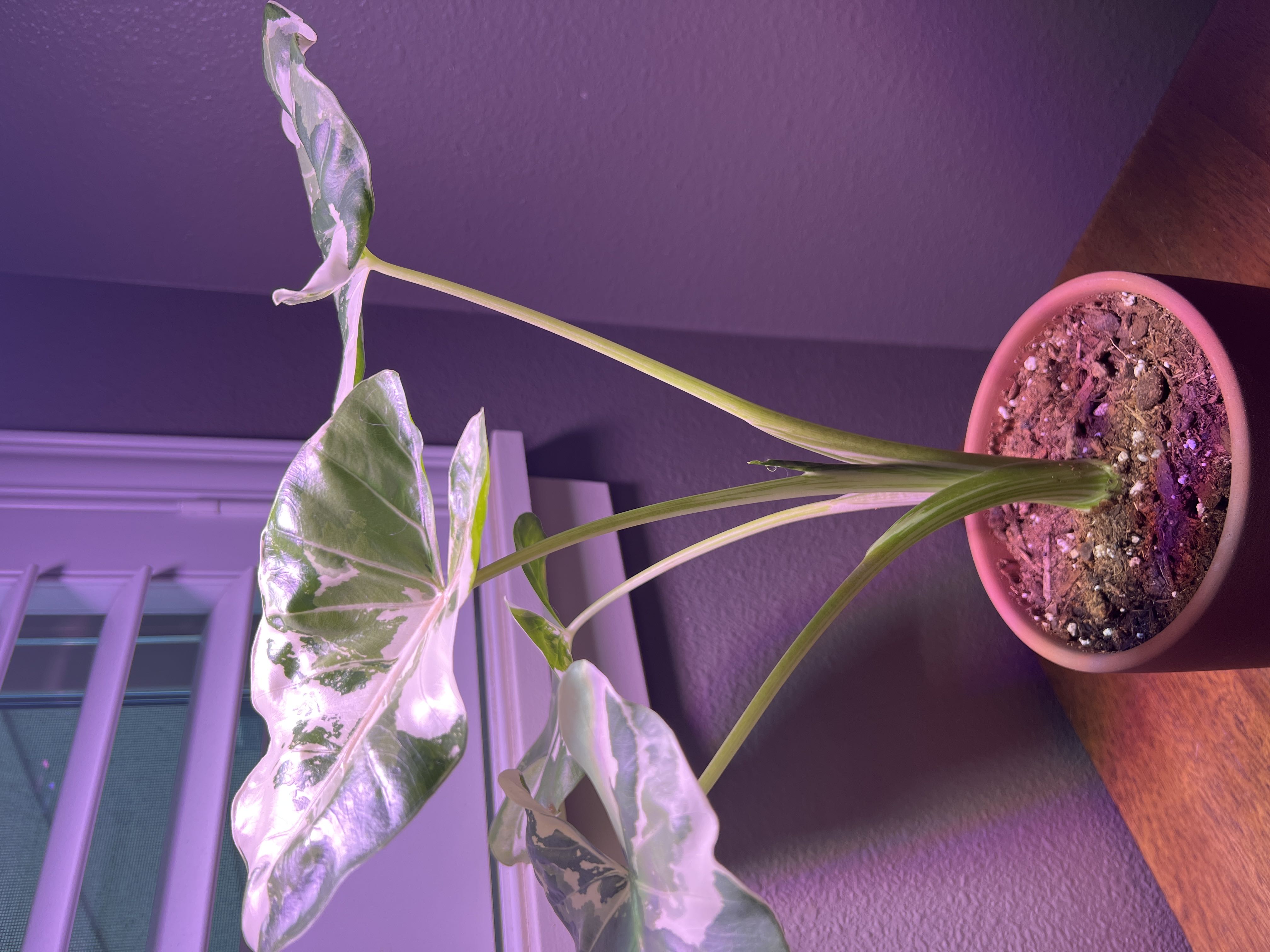 Variegated Alocasia Plant Care: Water, Light, Nutrients | Greg App 🌱