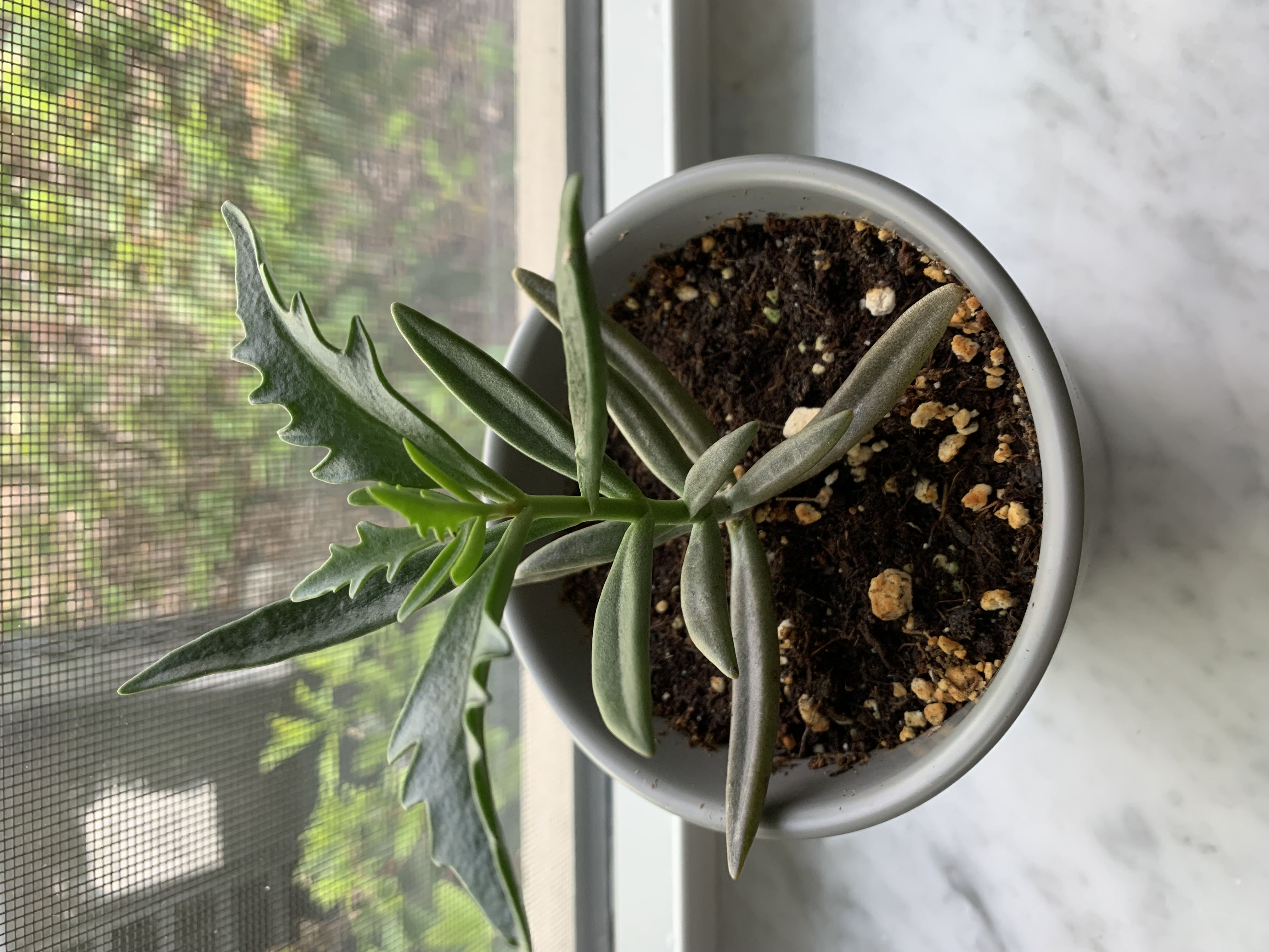 Can you identify 'Spike' the plant?