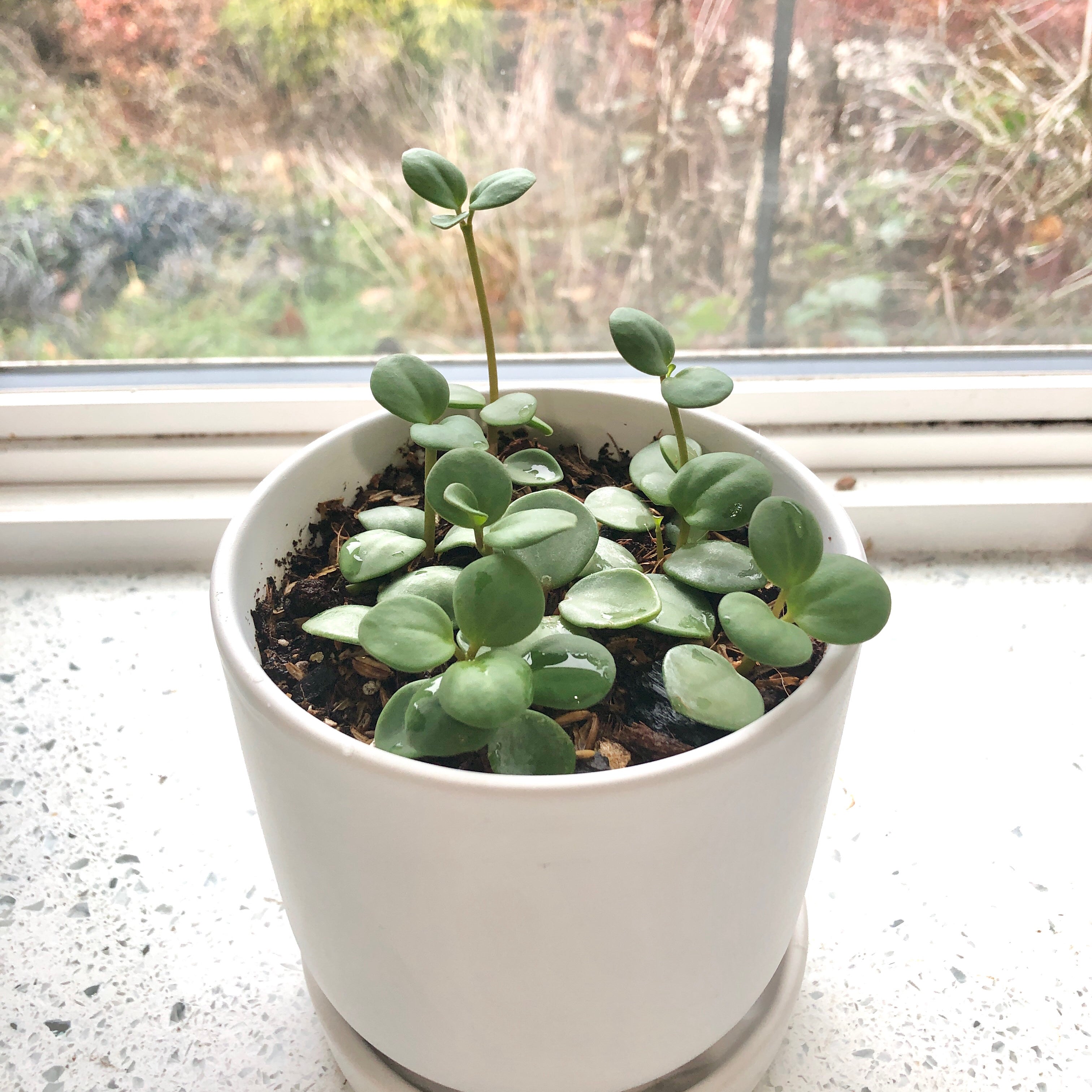 Why Are My Peperomia 'hope' Leaves Mushy? 😢