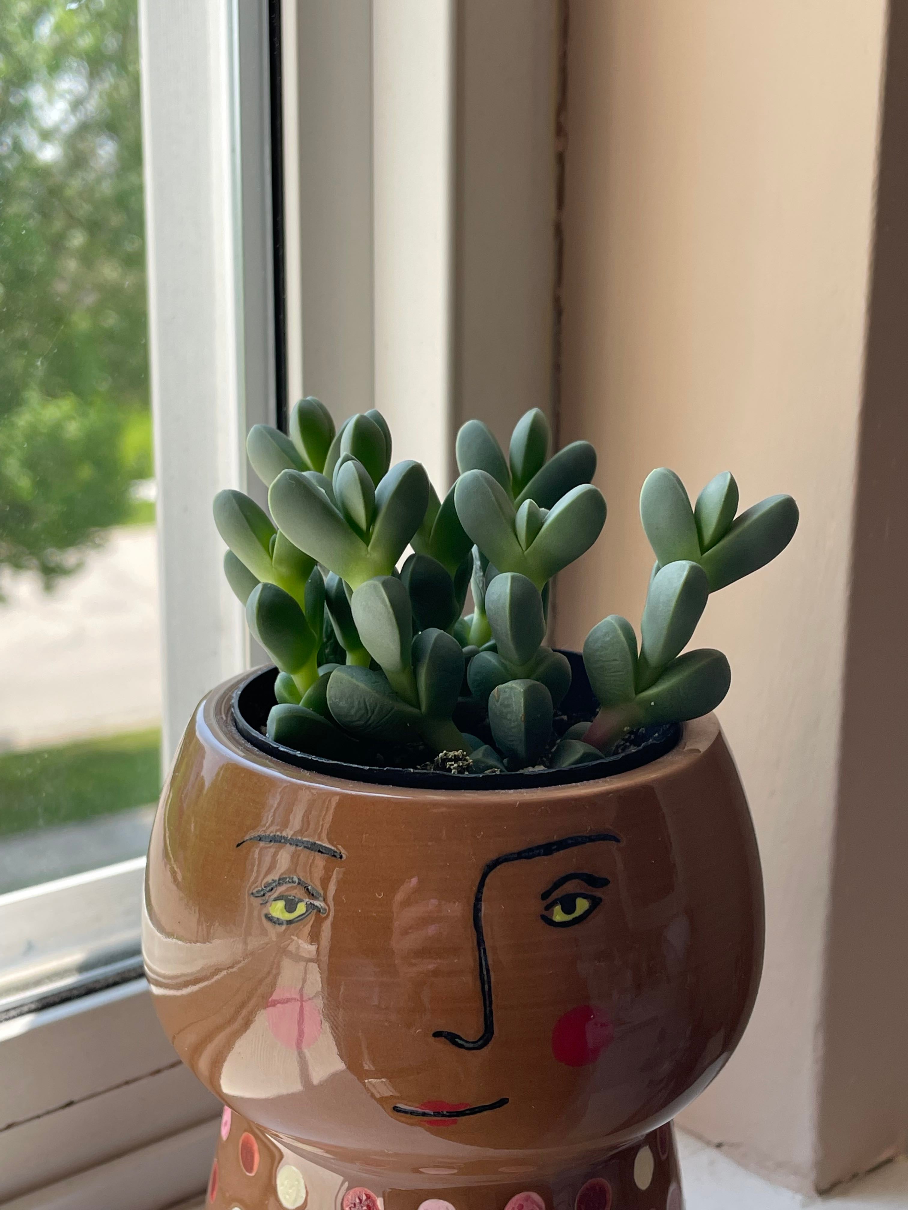 Beads Lampranthus Plant Care: Water, Light, Nutrients | Greg App 🌱