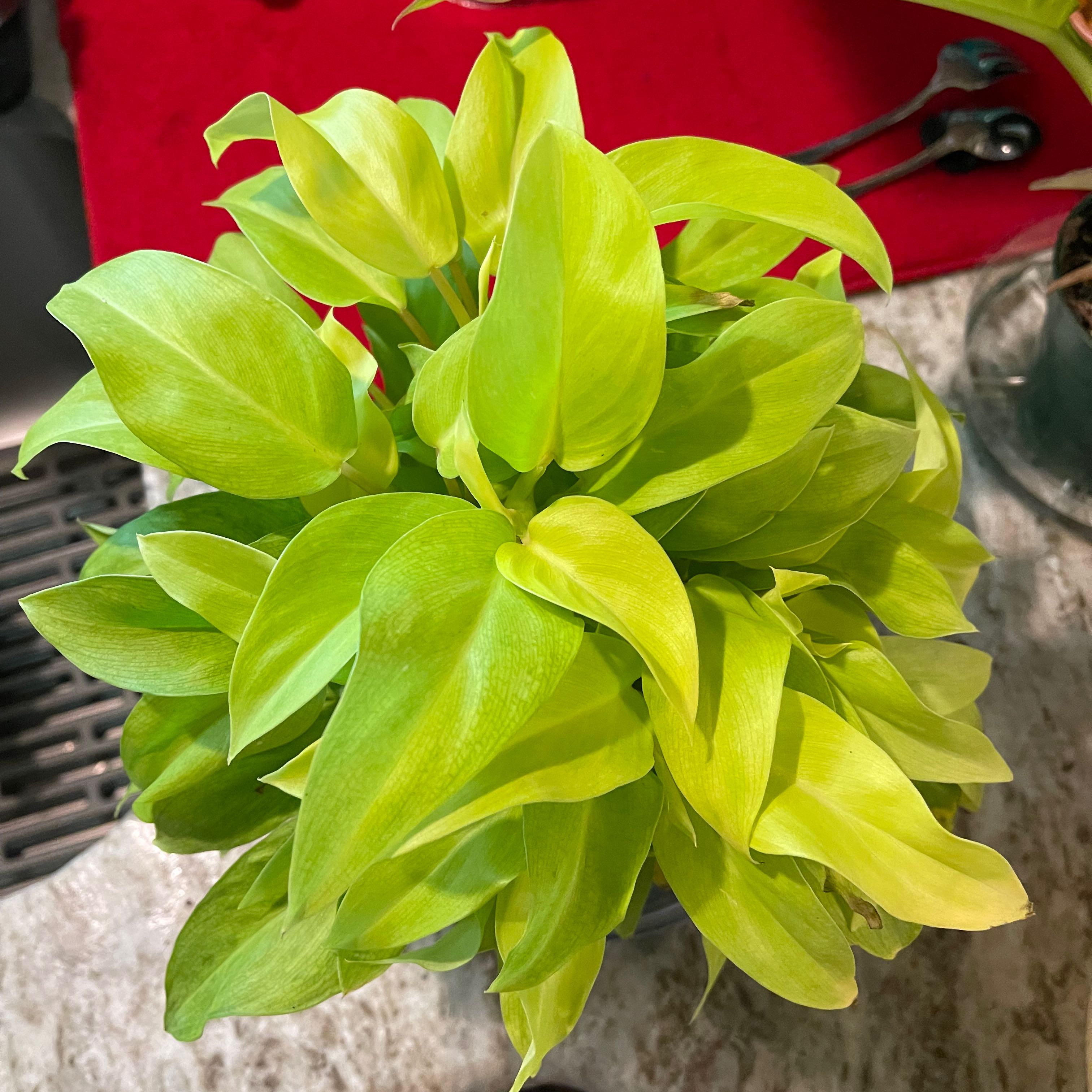 Why Are My Philodendron 'Malay Gold' Leaves Curling?