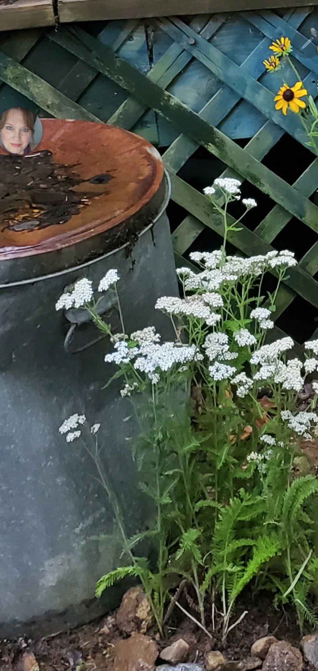Propagating Your Yarrow: Step-by-Step Guide