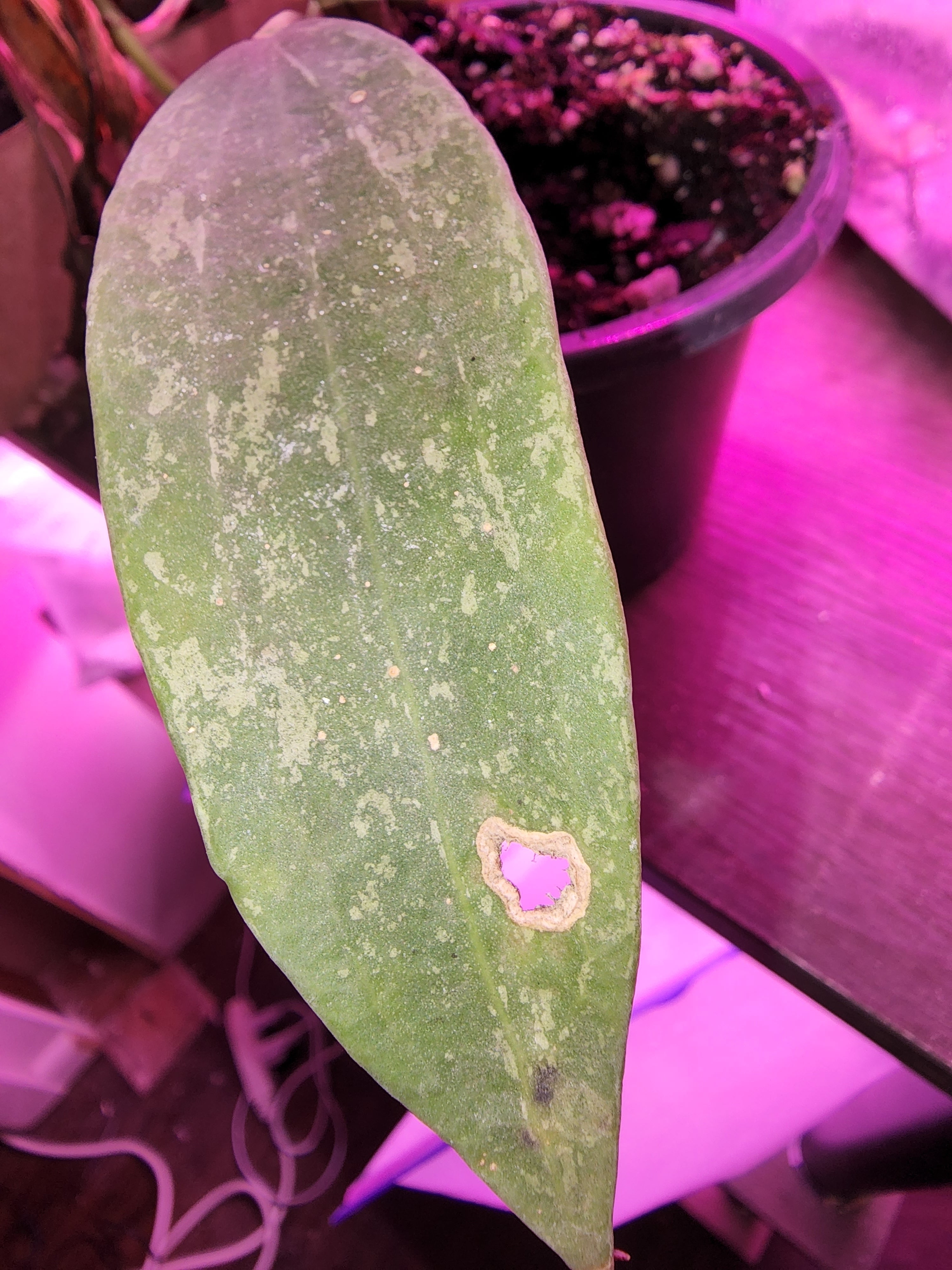 Hoya Rangsan Plant Care: Water, Light, Nutrients | Greg App 🌱