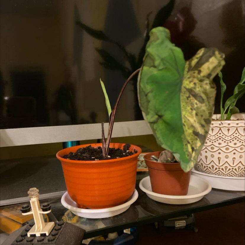 taro 'mojito' root rot Solutions