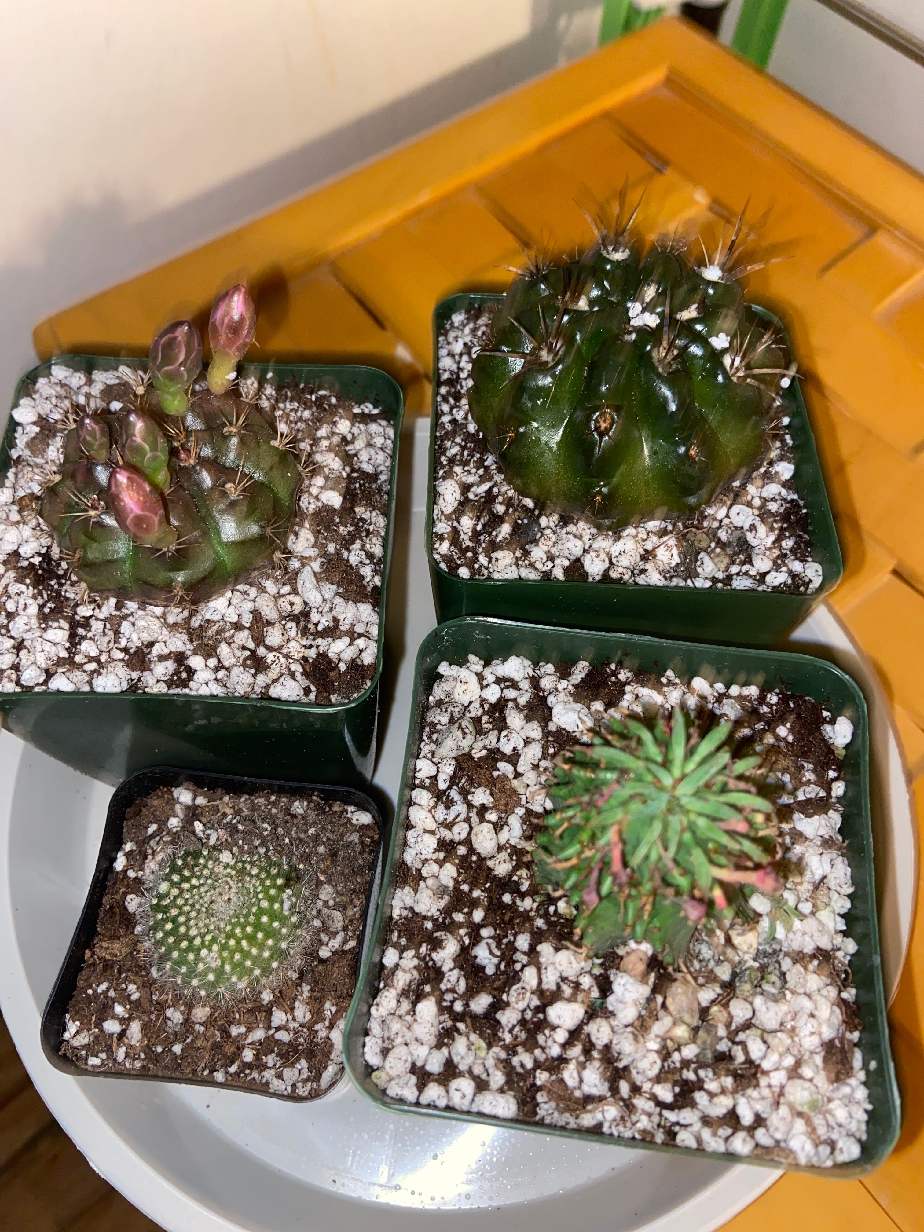 New plant arrivals: are they right?