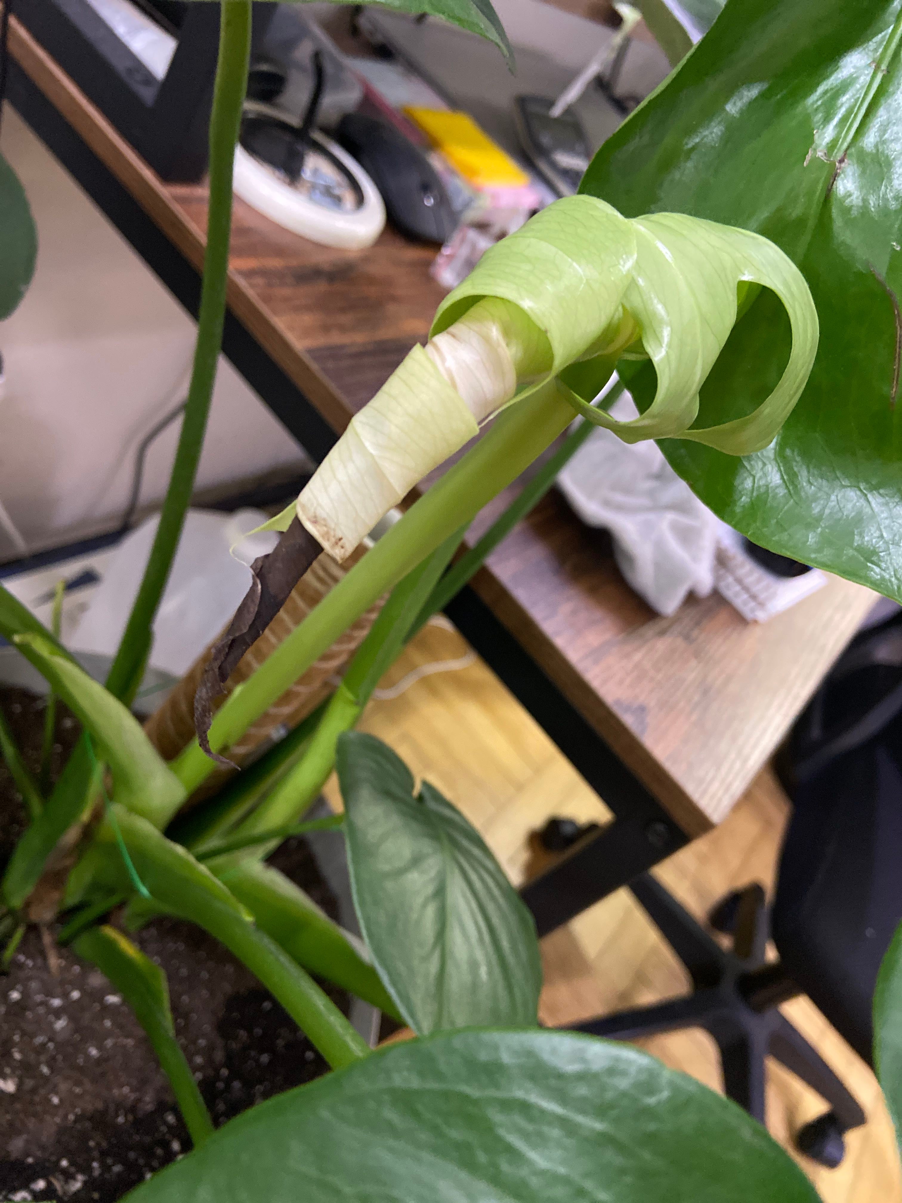Keep Your Monstera Alive: Light, Water & Care Instructions
