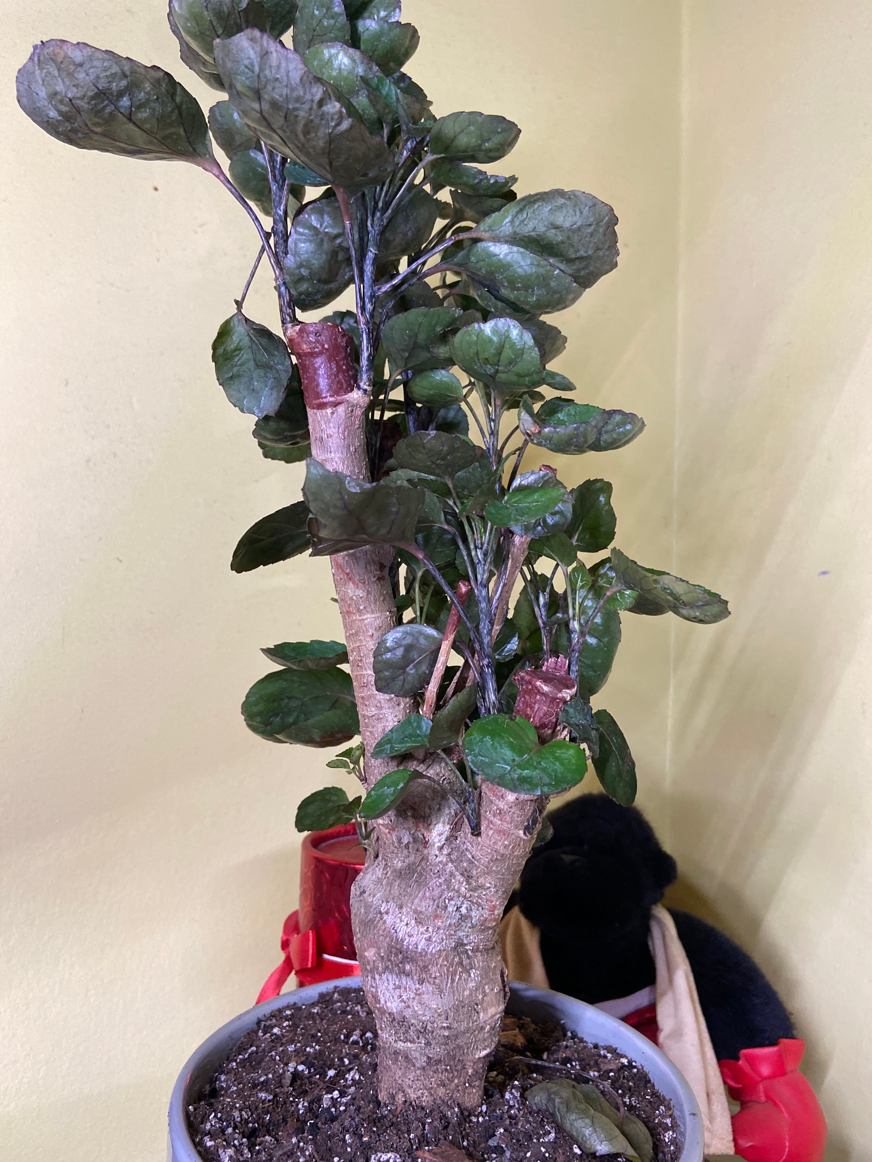 The Complete Ming Aralia Plant Care Guide: Water, Light & Beyond