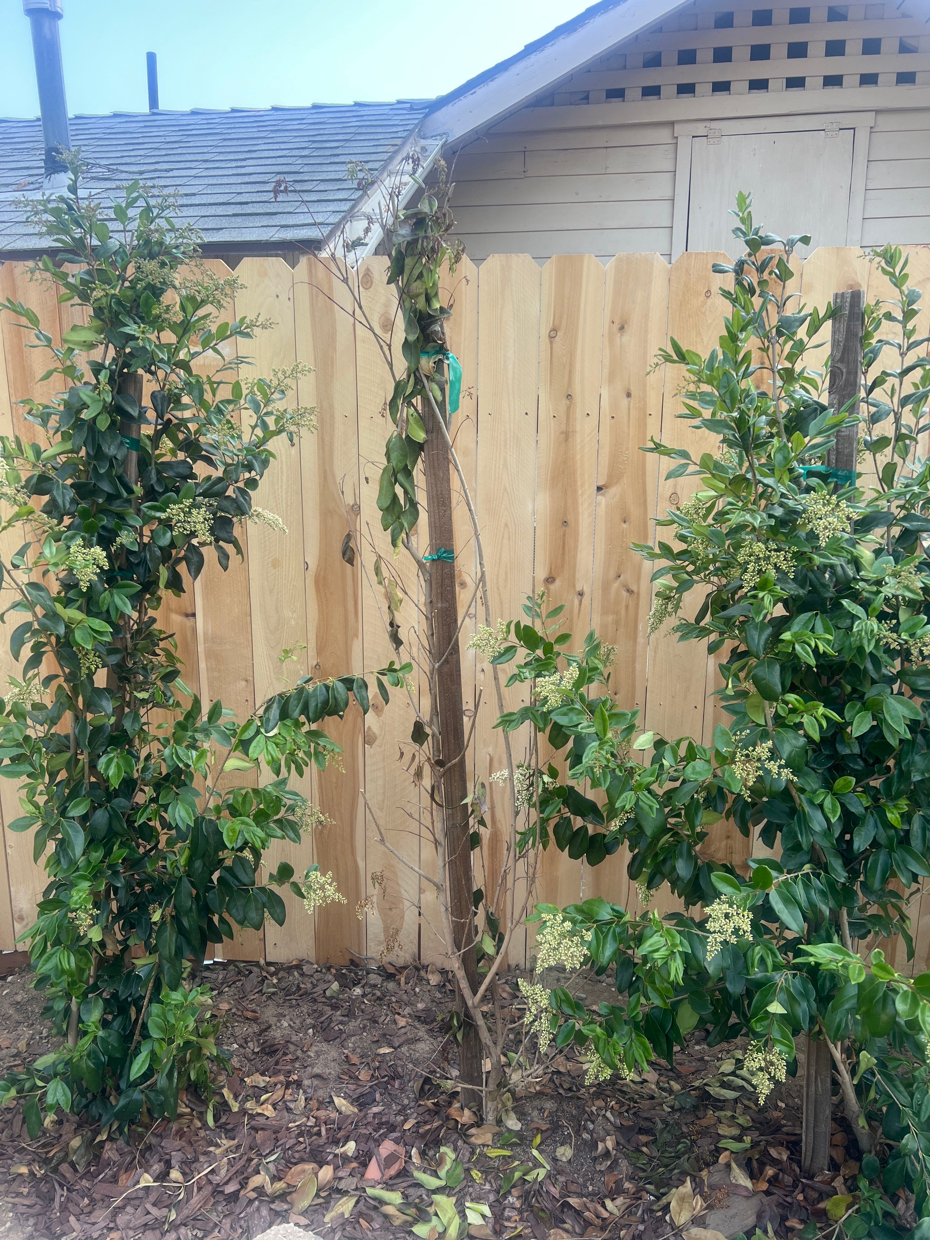 Ultimate Guide to Root Rot in Wax Leaf Ligustrum 🍃