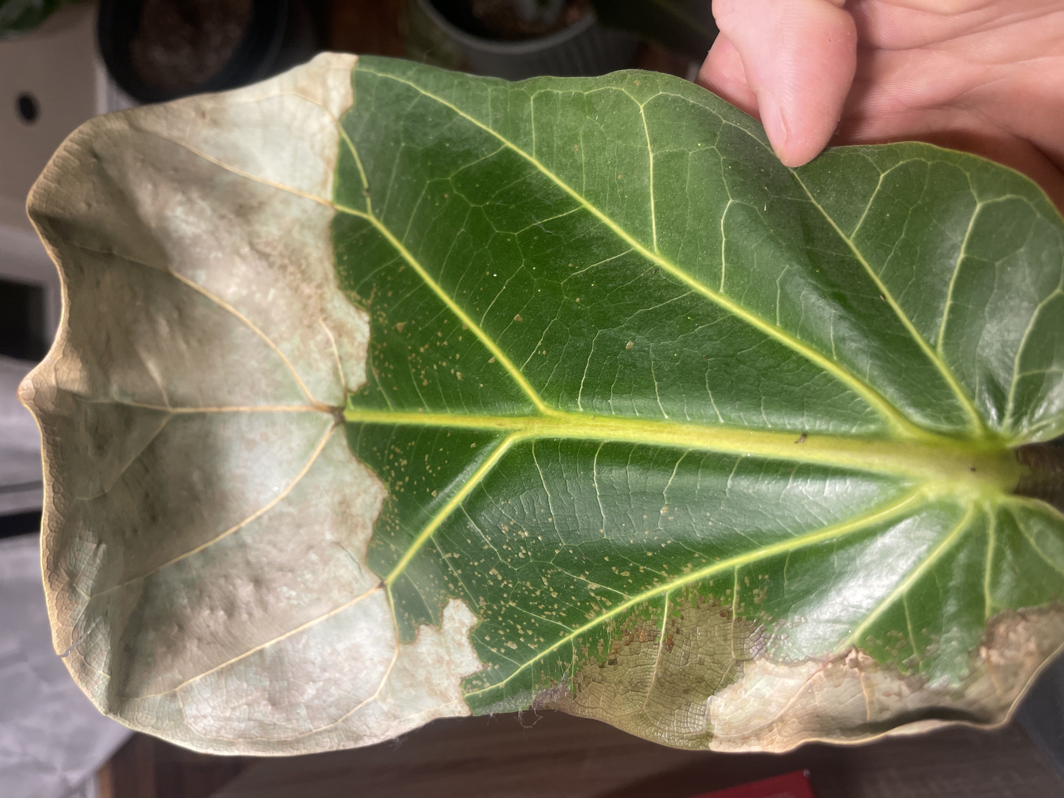 What's wrong with my fiddle leaf?