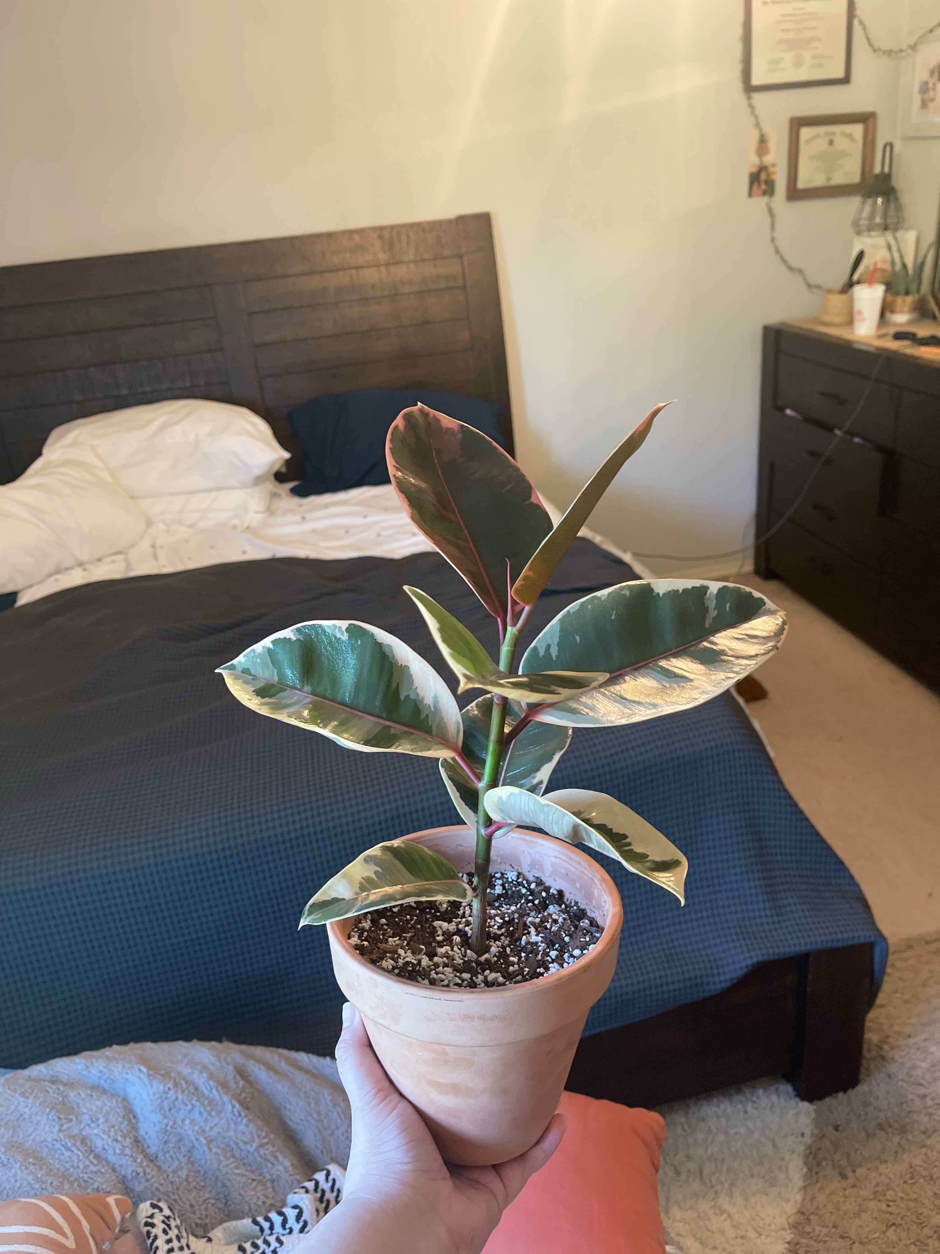 Propagating Your Ficus 'Belize': Step-by-Step Guide